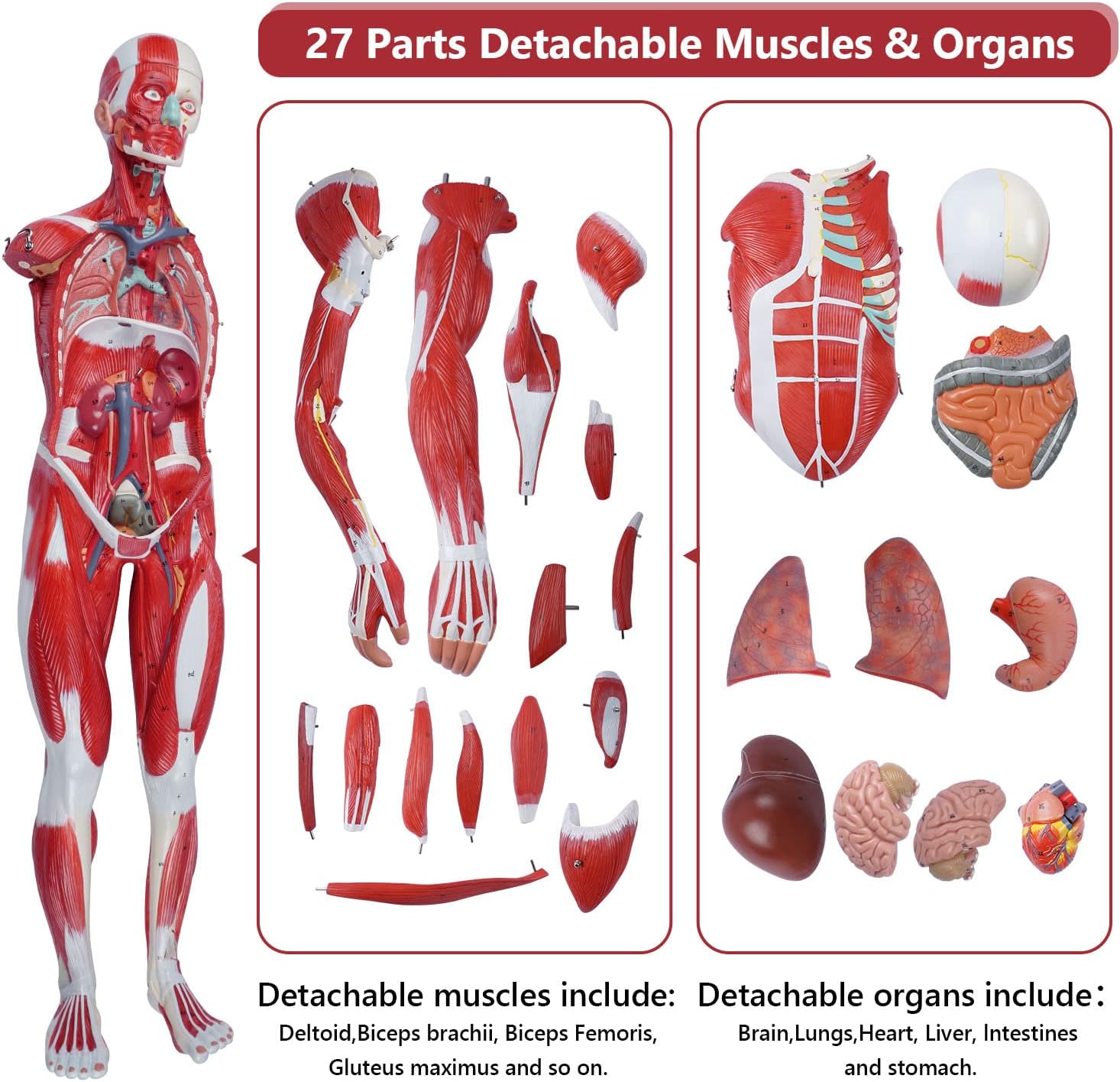 breesky Human Muscle and Organ Model, 27-Part Half Life-Size Human Body ...
