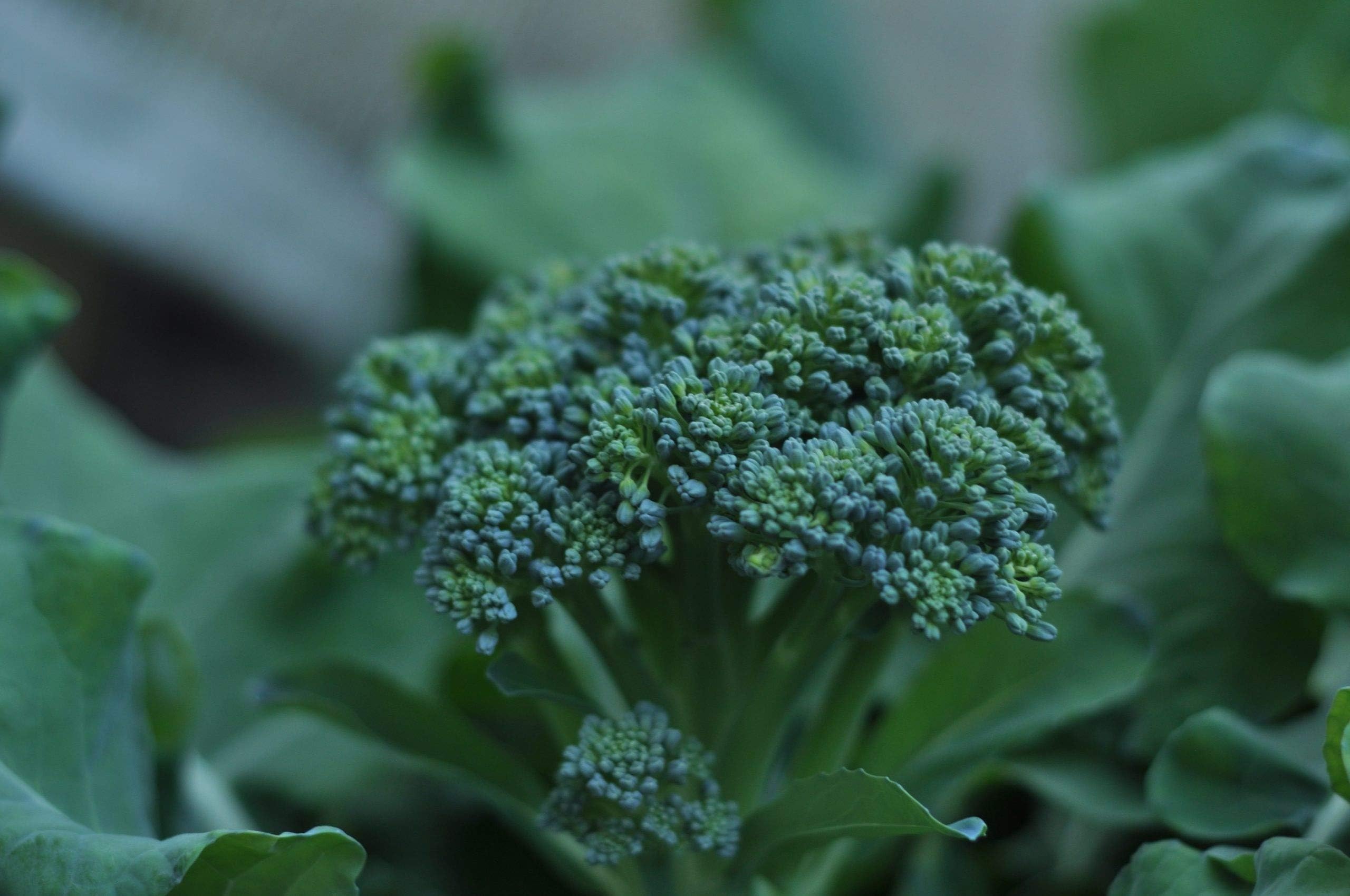 Amazon.com : Broccoli Seed, Green Sprouting Calabrese, Heirloom, Non ...