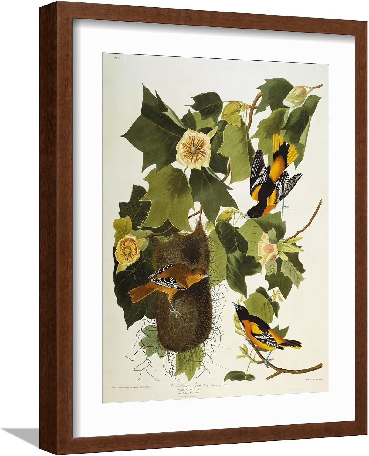 Amazon.com: ART.COM Framed Wall Art Prints Baltimore Oriole. Northern ...