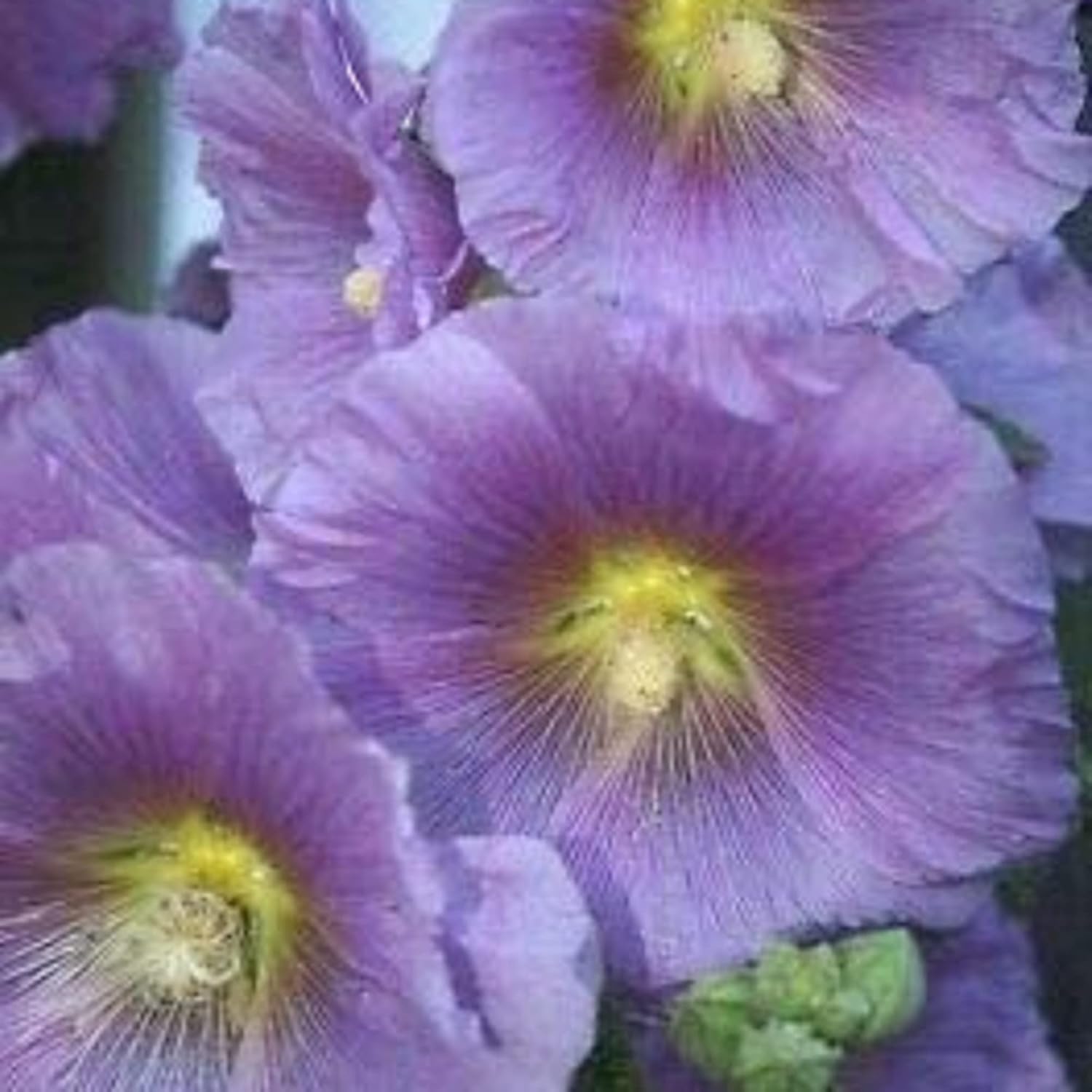 Amazon.com : CHUXAY GARDEN Purple Yellow Hollyhock Alcea Rugosa,Alcea ...