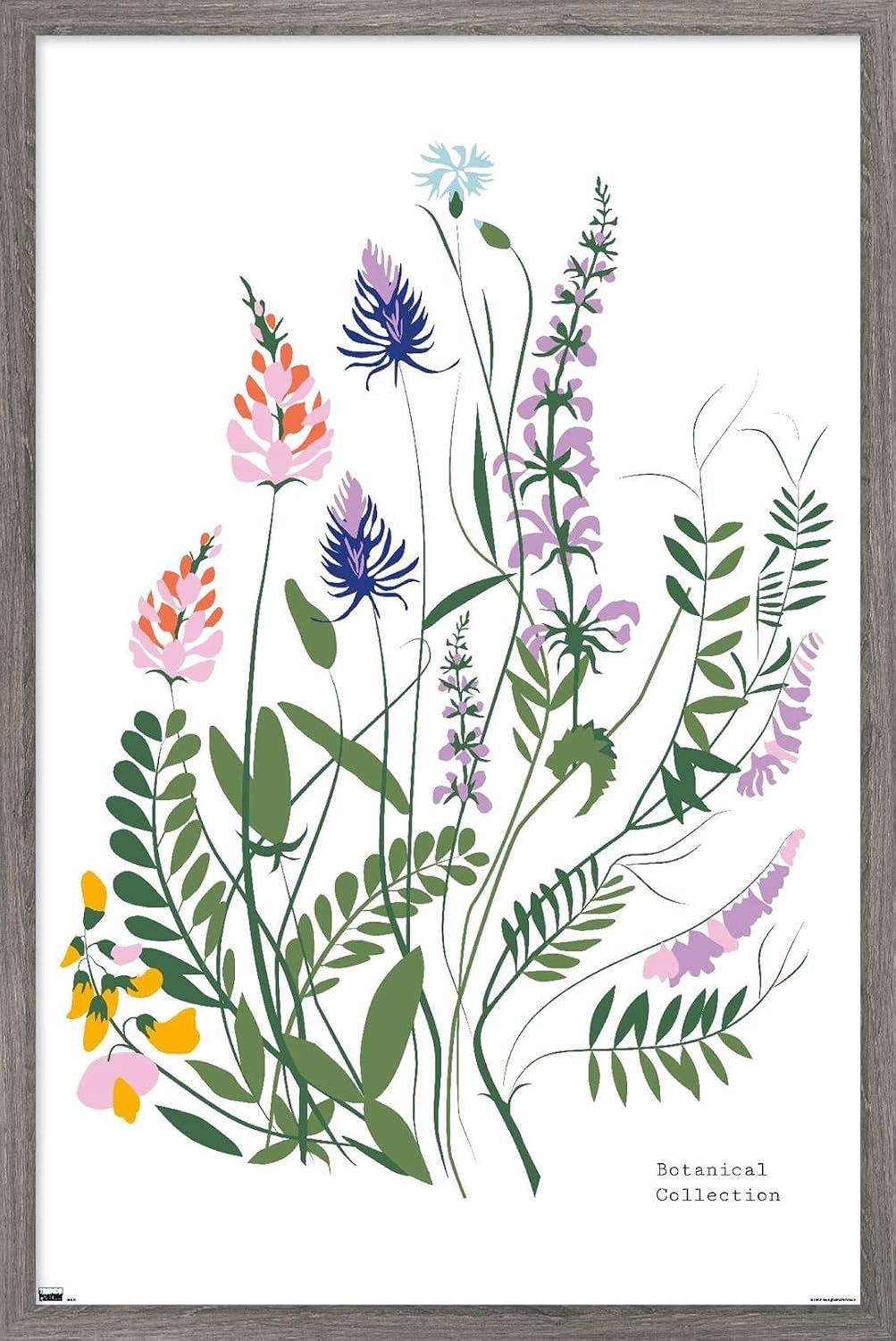 Amazon.com: Trends International Botanical Collection - Wild Flowers ...