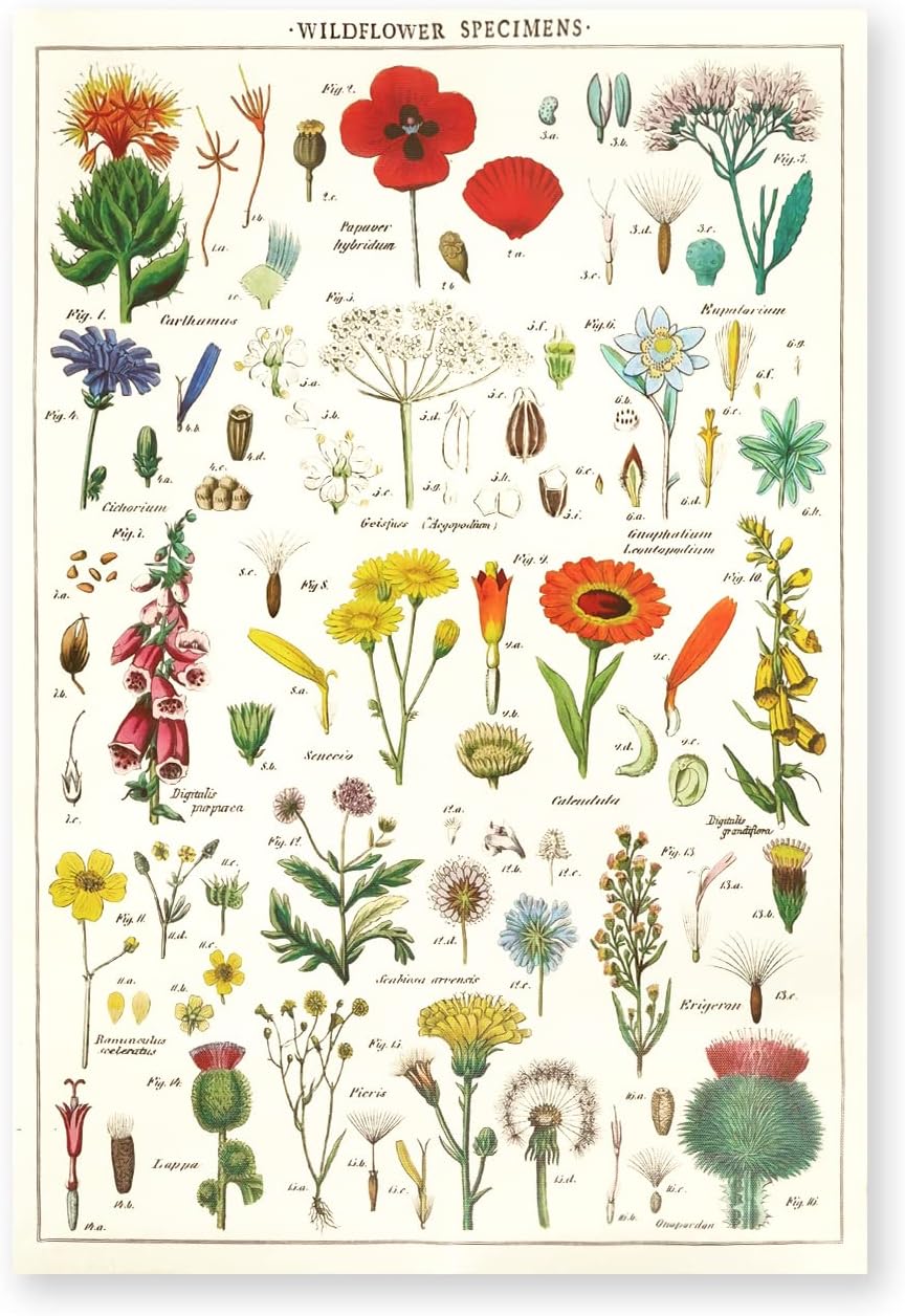 Vintage Nature Poster, Botanical Wall Art Paintings for Living Room ...
