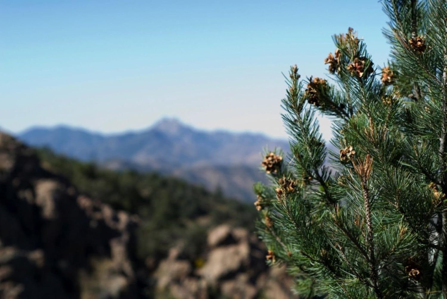 10 Semillas Piñón prieto Nut ~ sosteniblemente Criado SUAVE SHELL Pinus ...