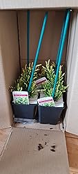 [x4] Scottish Heather Calluna Vulgaris 'Spring Cream' | Multi-Pack ...