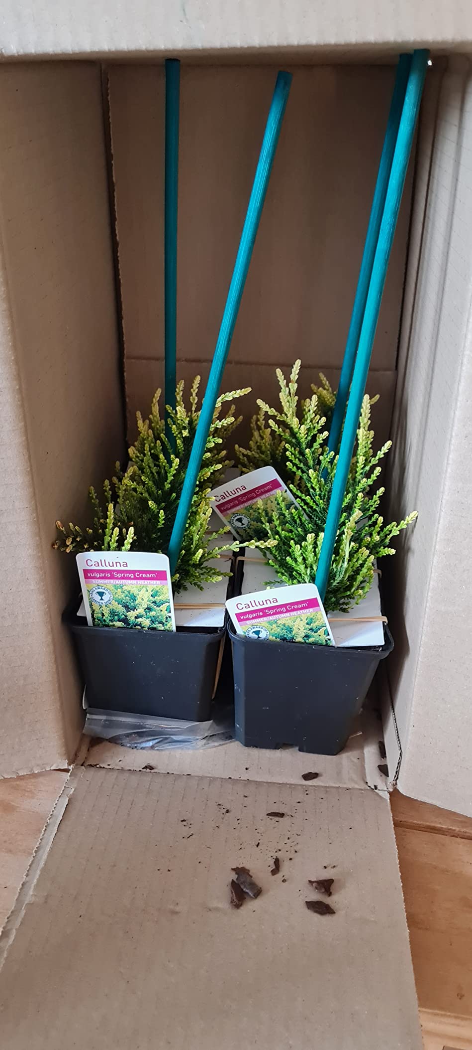 [x4] Scottish Heather Calluna Vulgaris 'Spring Cream' | Multi-Pack ...