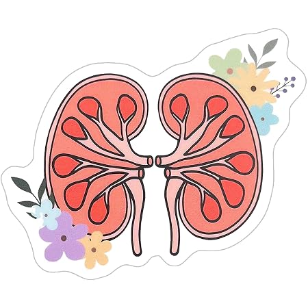 Amazon.com: Anatomical Kidneys Floral Kidneys Weather-Resistance ...
