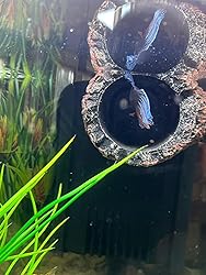 Zoo Med Floating Betta Log : Amazon.ca: Pet Supplies