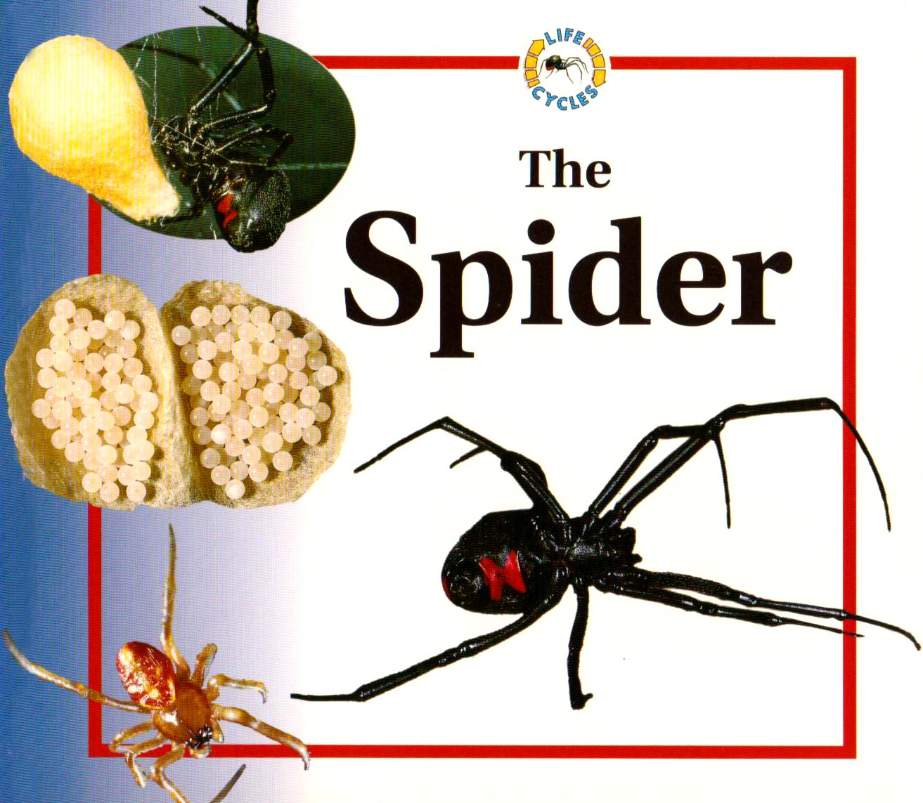 The Spider (Life Cycles): Crewe, Sabrina, Lafford, Stuart ...