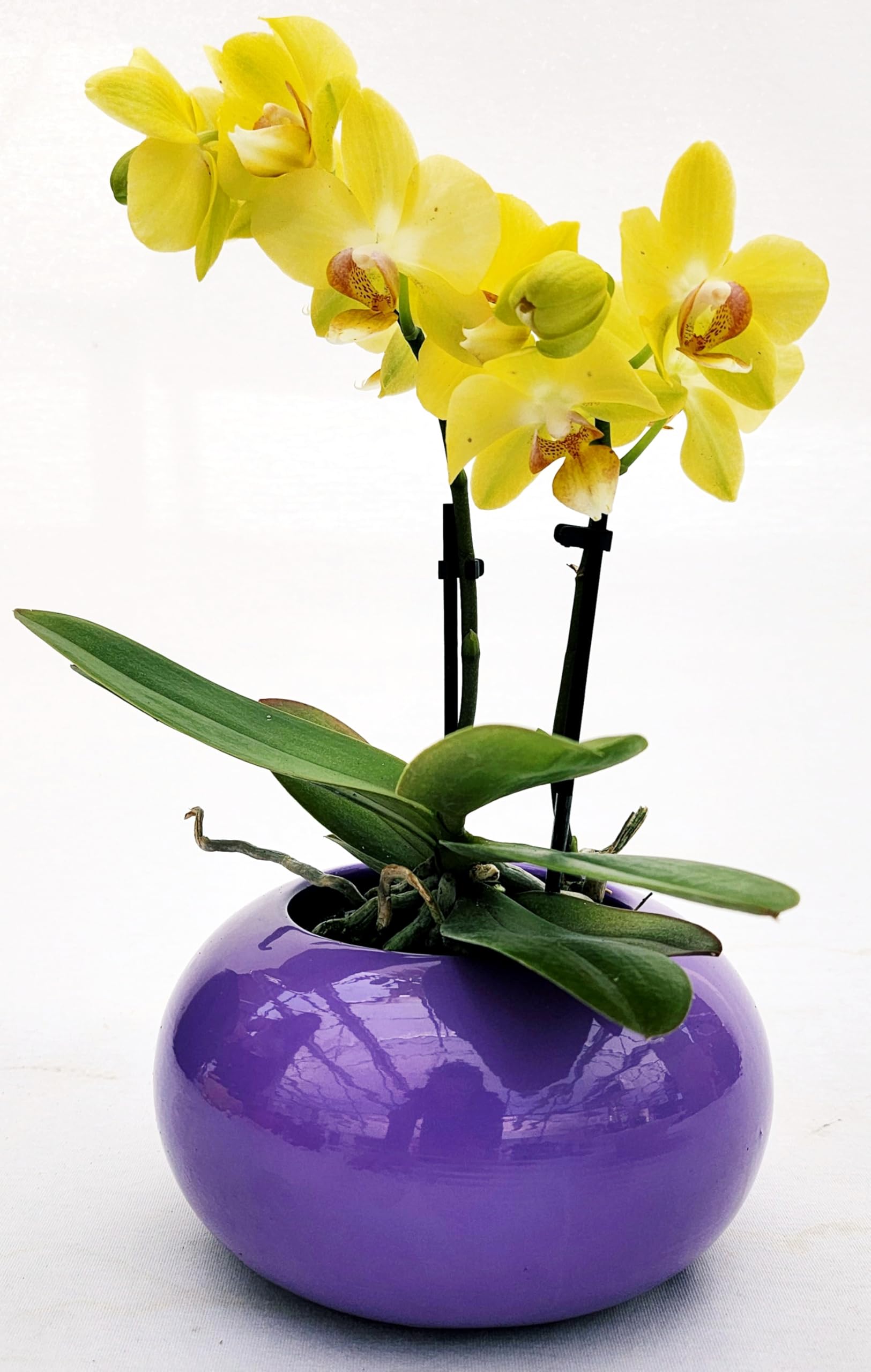 Centrotavola Con Piante Di Orchidea Viola 💐 Carcavelos Pianta Di