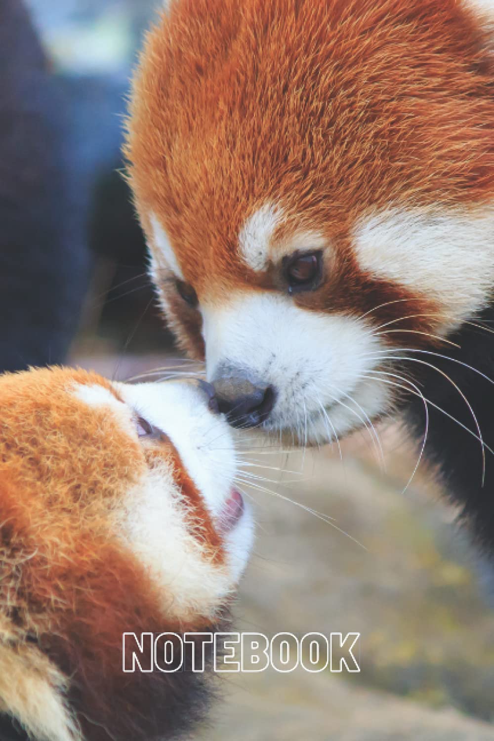 Red Pandas Kissing