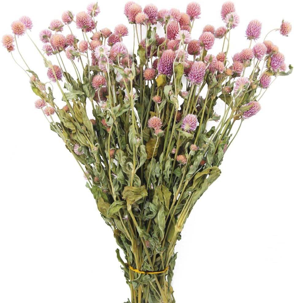 Amazon.com: JOJAZE Dried Flower Pink Globe Amaranth Natural Dried Rose ...