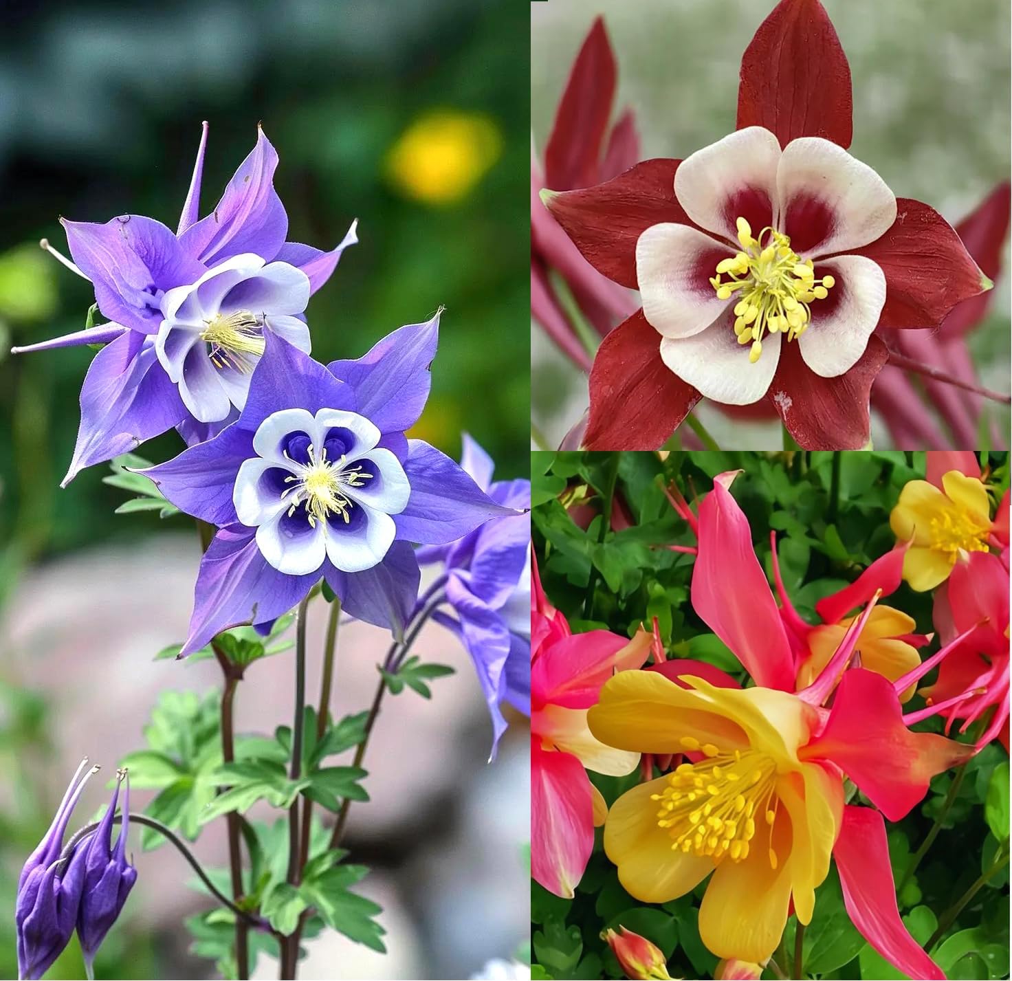 Amazon.com : Columbine Flower Seeds – Mixed Colors for Shade Gardens ...