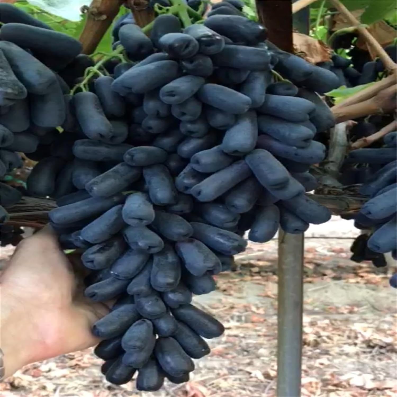 Semillas de uva Black Finger para plantar 100 piezas deliciosas ...