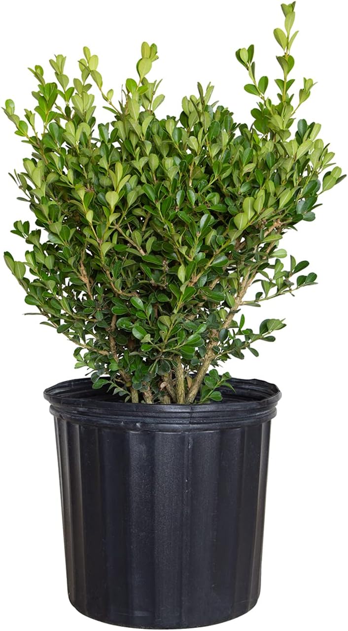 Amazon.com : Little Missy Dwarf Boxwood (Buxus) - Starter Plant (3m) (1 ...