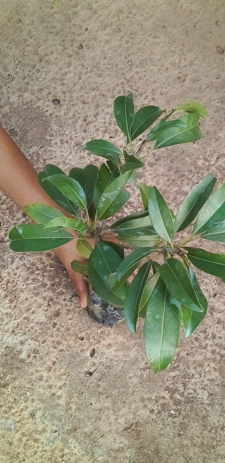 Bhumi Enterprise Hybrid Langcha Sapota Plant (King Of Sapota) Chikoo ...