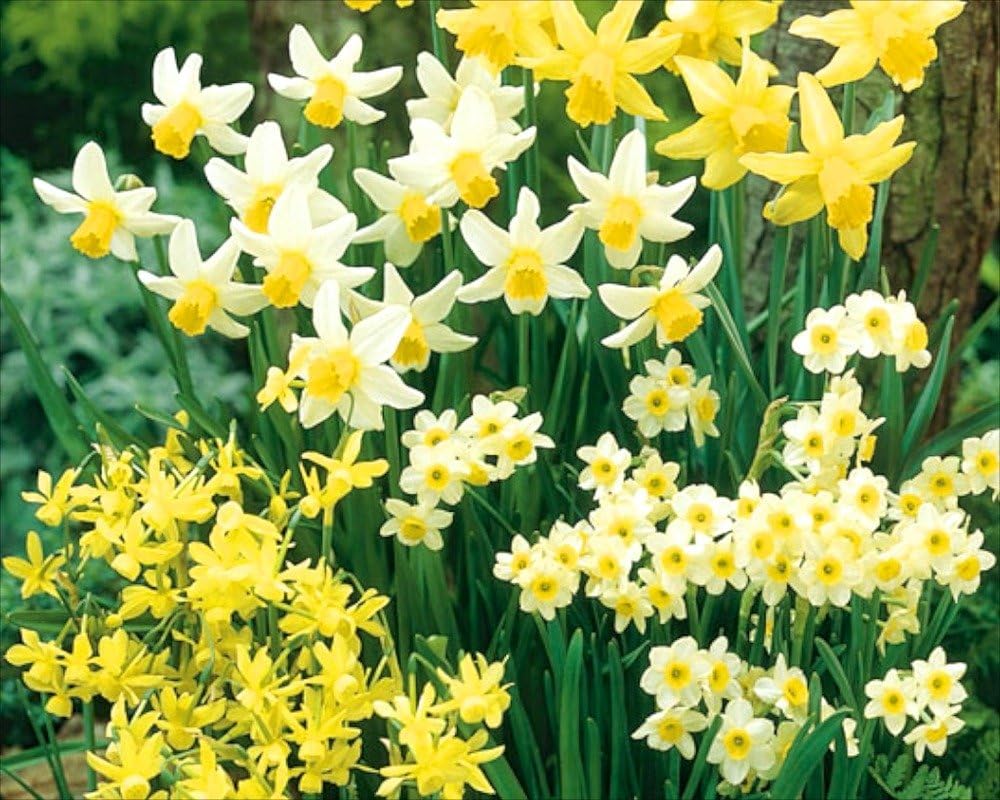 50 Mixed Miniature Daffodil/Narcissus Bulbs Dwarf Special Mixture ...