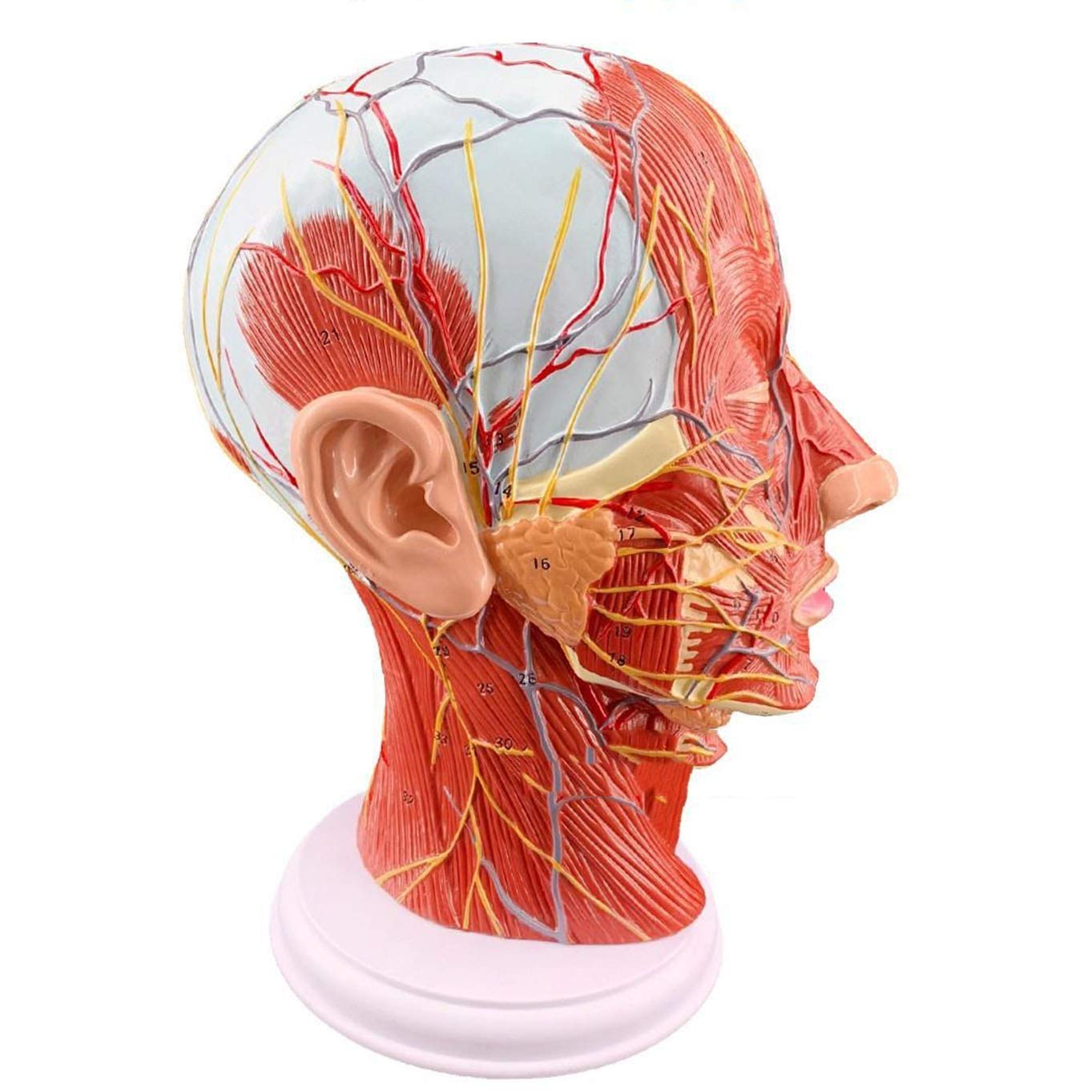 Scientific Human Head Model Anatomy Model Features Half Head Muscular ...