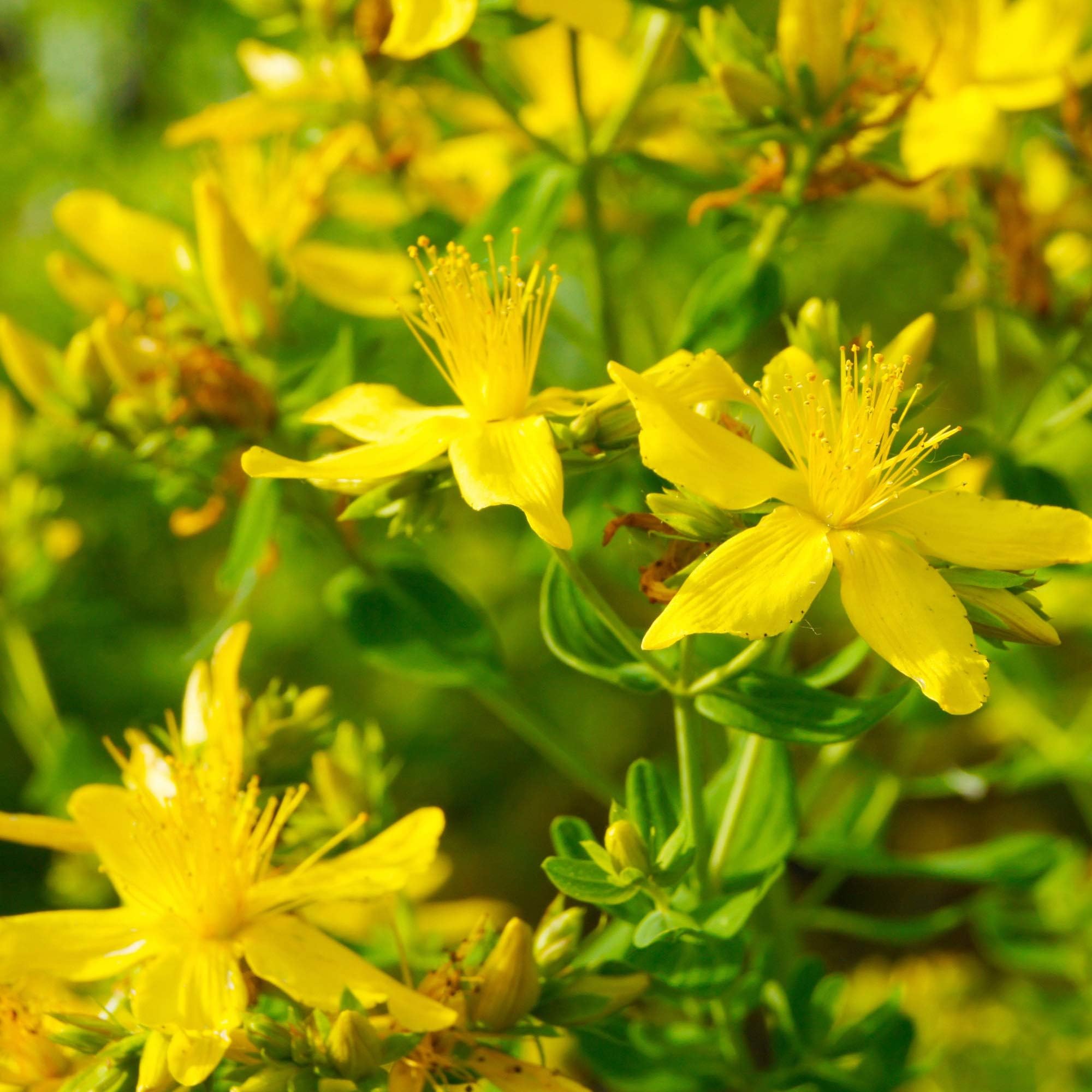 Amazon.com : 10 Creeping St Johns Wort/Aaron's Beard/Hypericum Calyinum ...