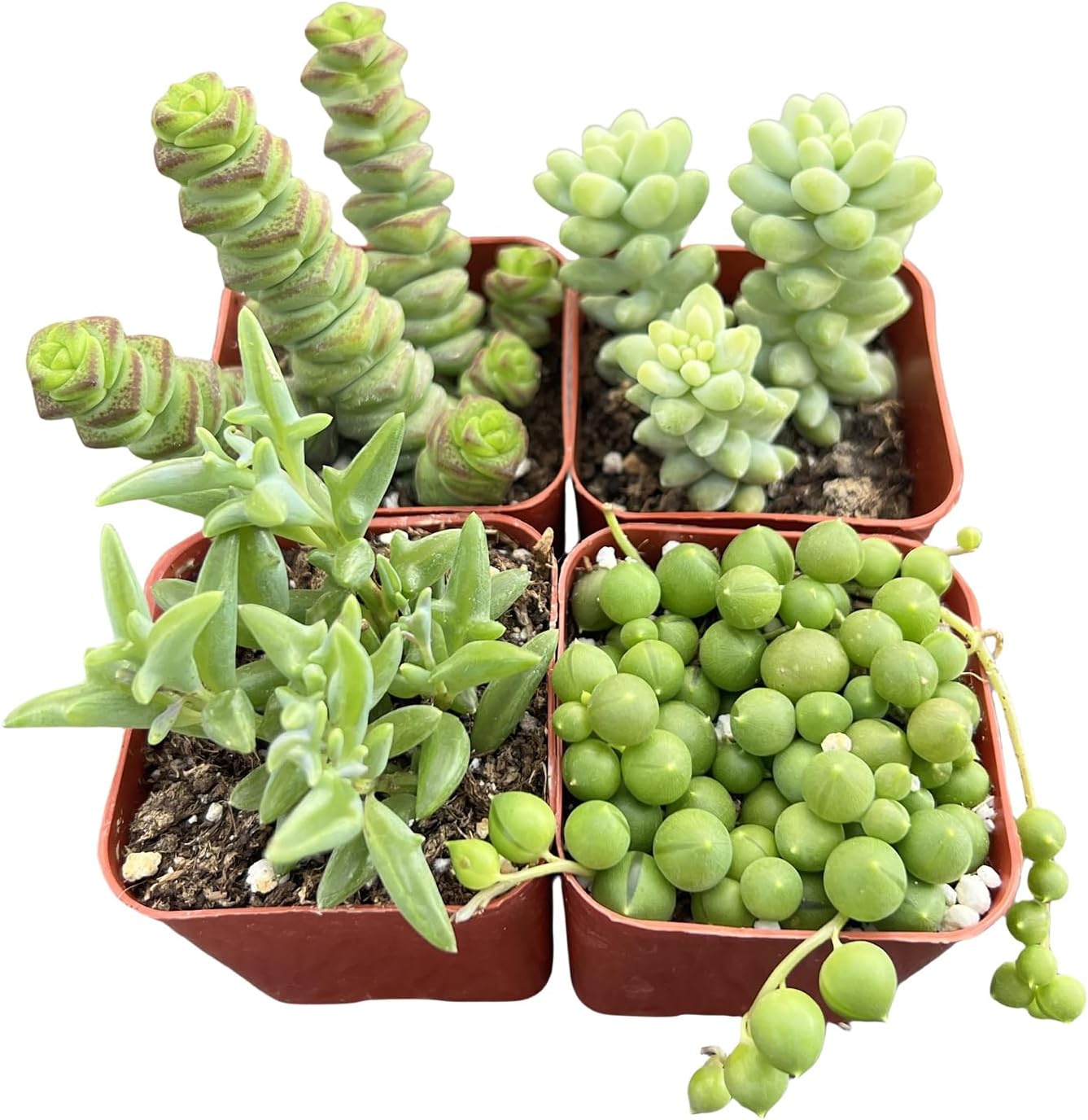 Amazon.com : Sprout N Green Trailing Succulent Collection, 4 String ...