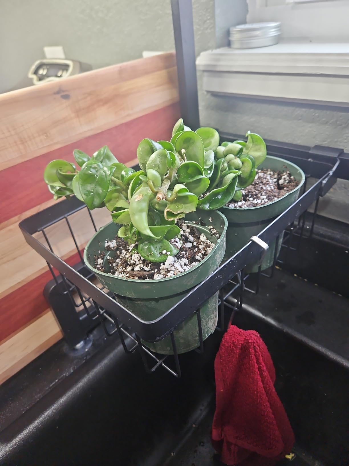 $3/mo - Finance Hoya Compacta aka Hoya Hindu Rope Available in 2", 4 ...