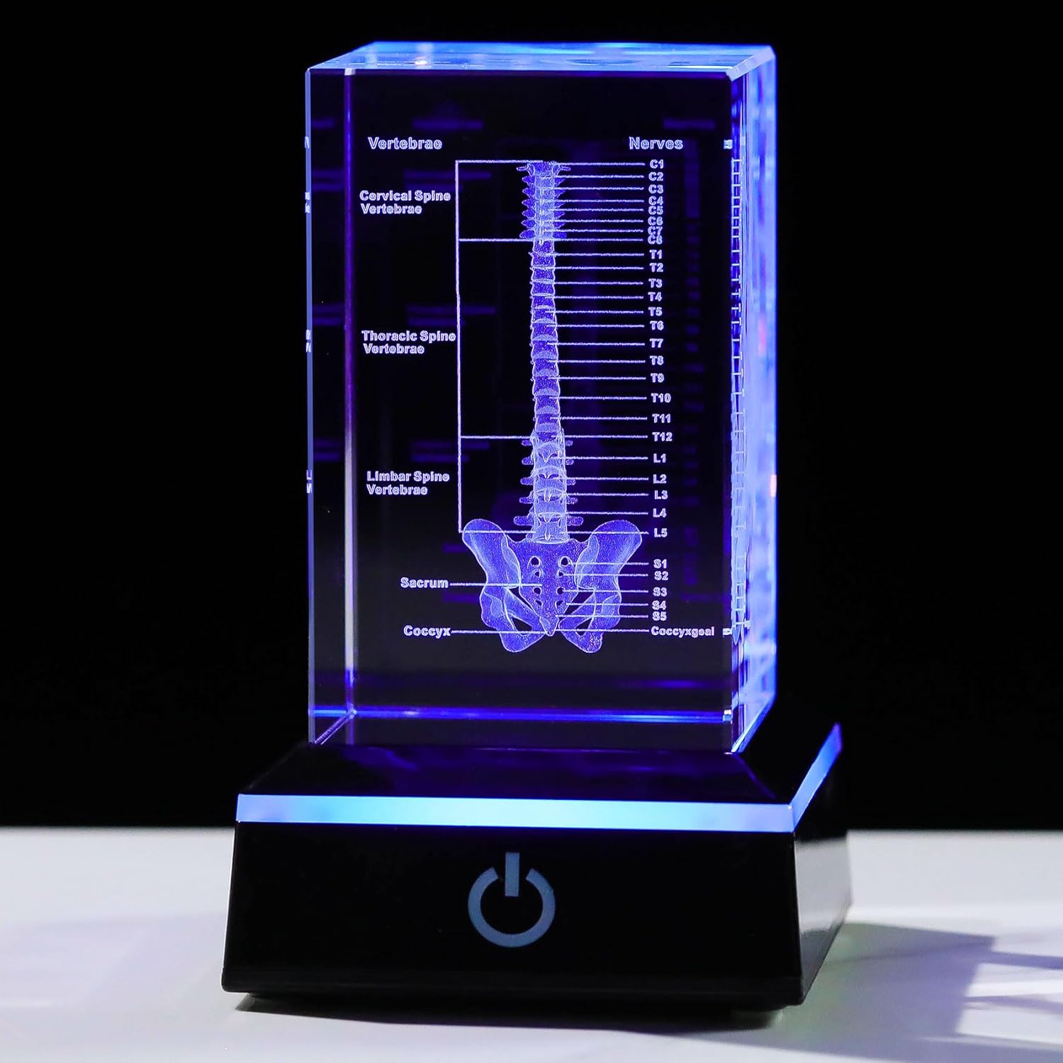 Amazon.com: Movdyka 3D Crystal Human Spine Skeleton Model with Nerves ...