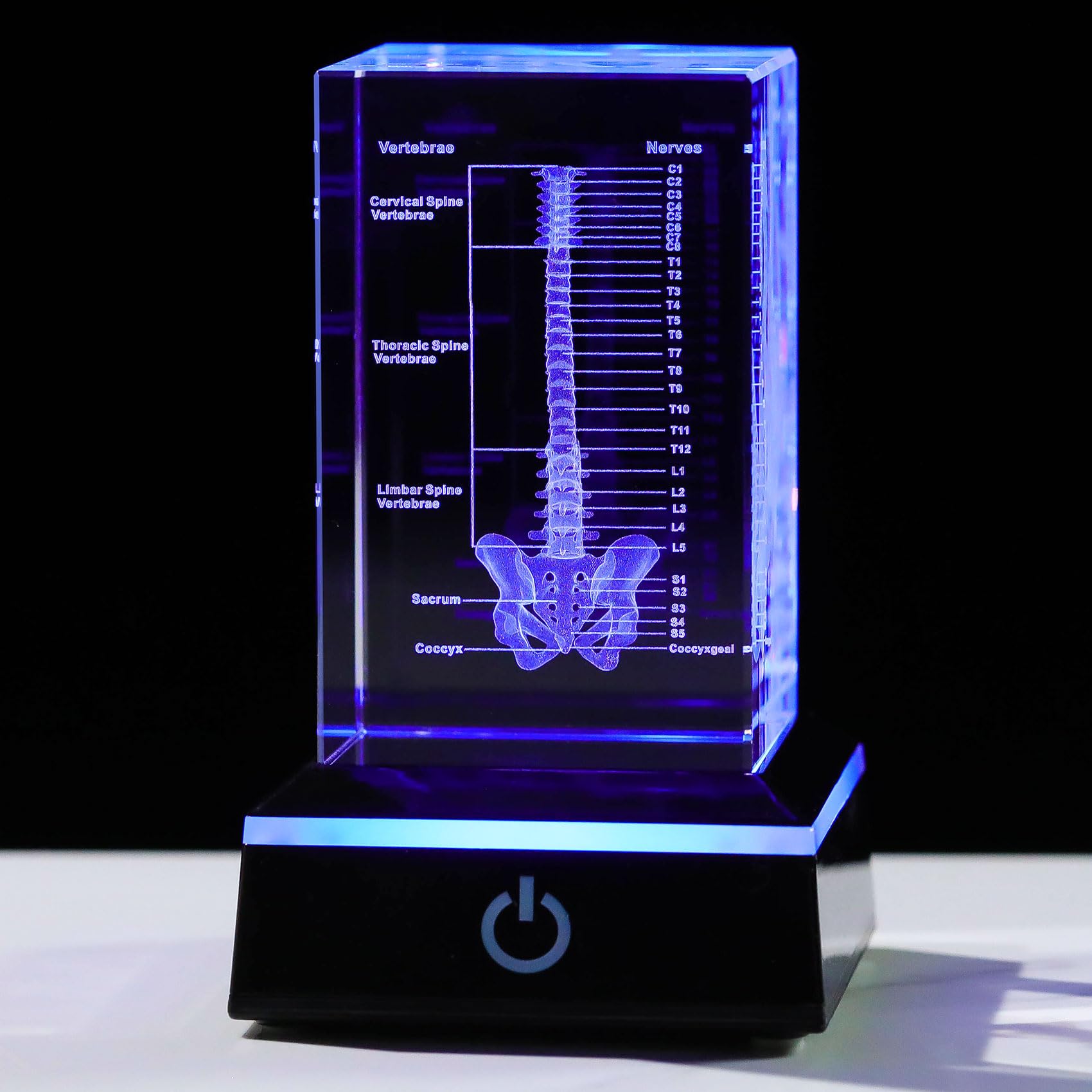 Amazon.com: Movdyka 3D Crystal Human Spine Skeleton Model with Nerves ...