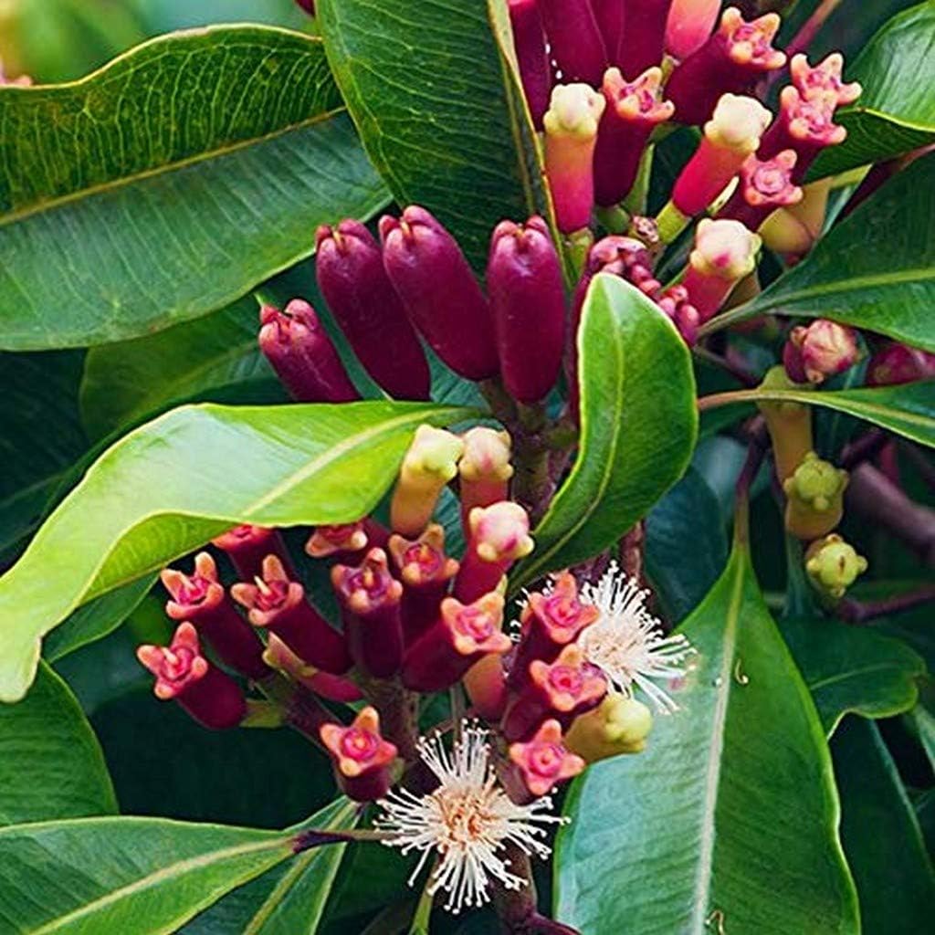 Creative Farmer Live Plant Spice Plants Syzygium Aromaticum, Clove On ...