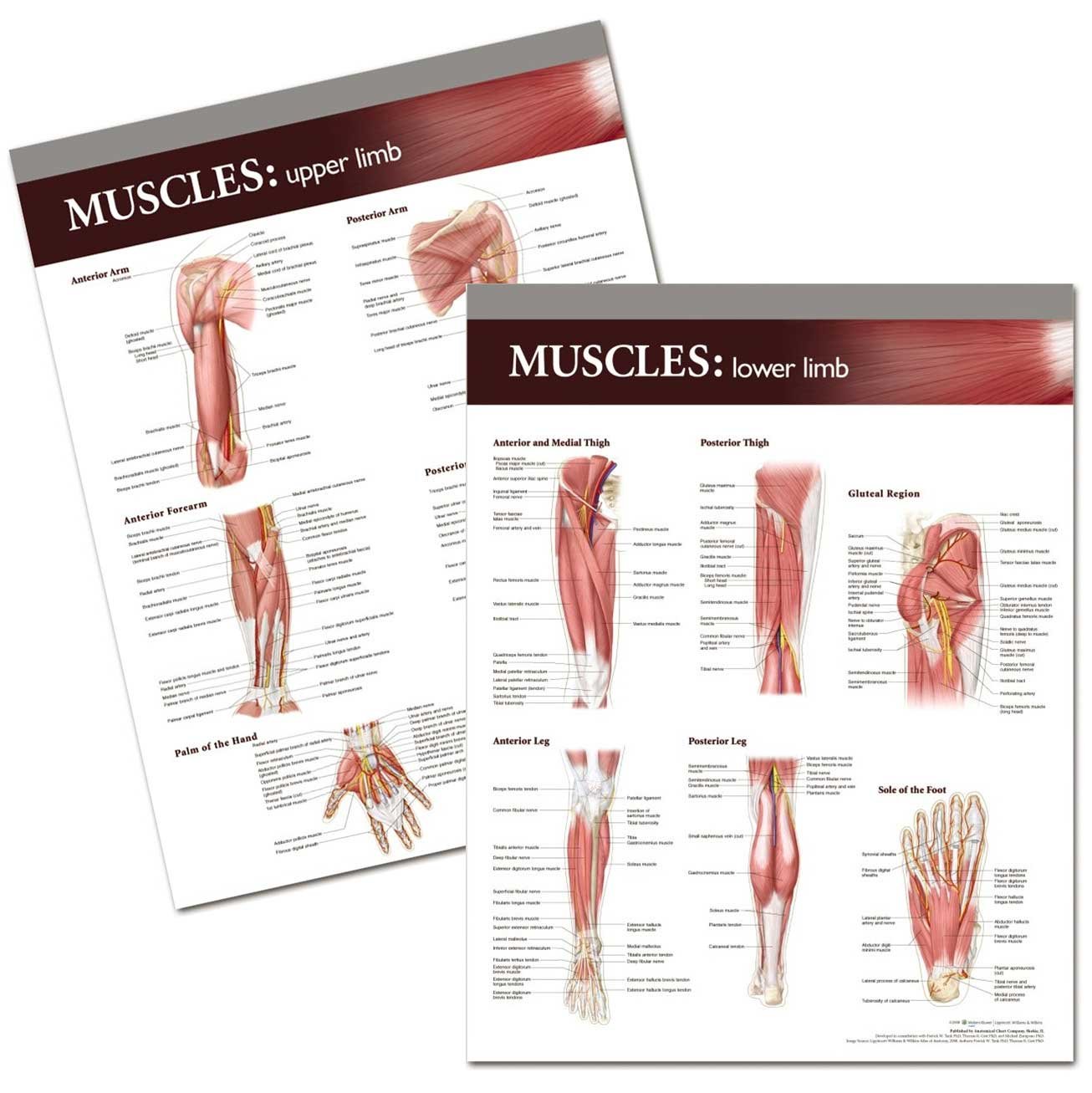 Lippincott Williams and Wilkins Atlas of Anatomy Musculature Chart ...