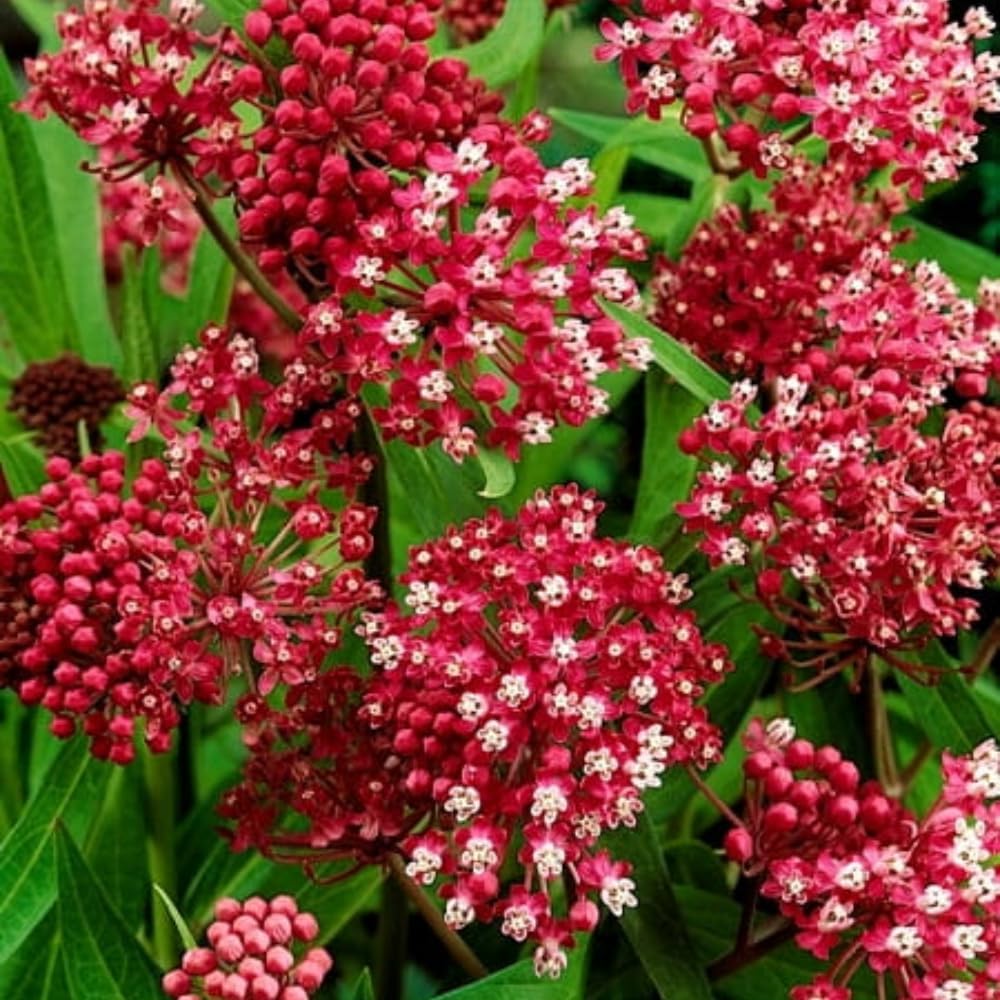Amazon.com : 2 Butterfly Milkweed Plants Live, Tropical Milkweed Live ...