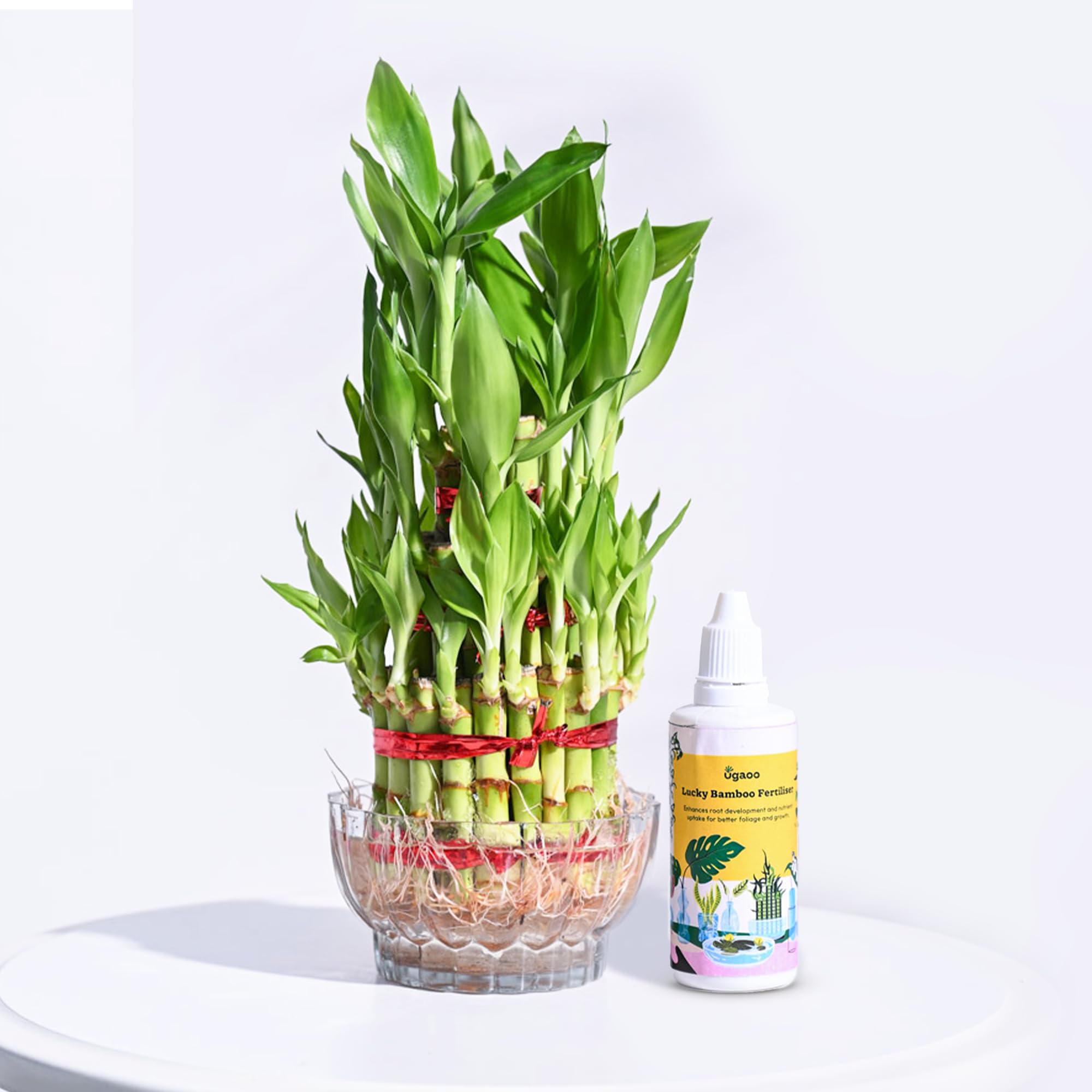 Ugaoo Lucky Bamboo 3-Layer Feng Shui Plant with Lucky Bamboo Liquid ...