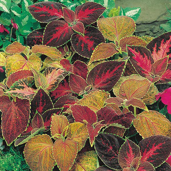 M-Tech Gardens New Rare Hybrid Coleus " Flame Dancers " Exotic 50 Seeds ...