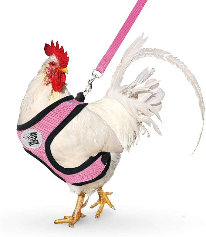 Amazon.com : Lansiger Adjustable Chicken Harness with Leash Small Pet ...