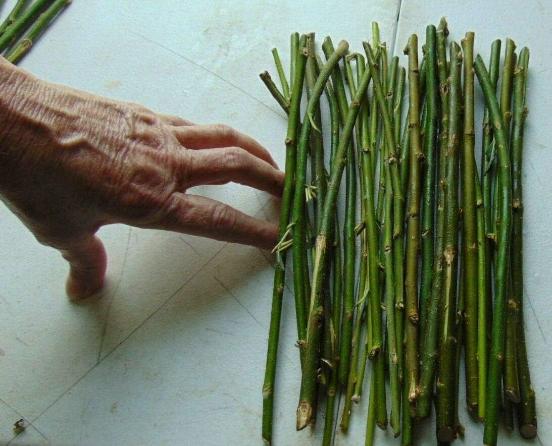 Amazon.com : 4 Flame Willow Tree Cuttings - Vibrant Orange and Red Bark ...