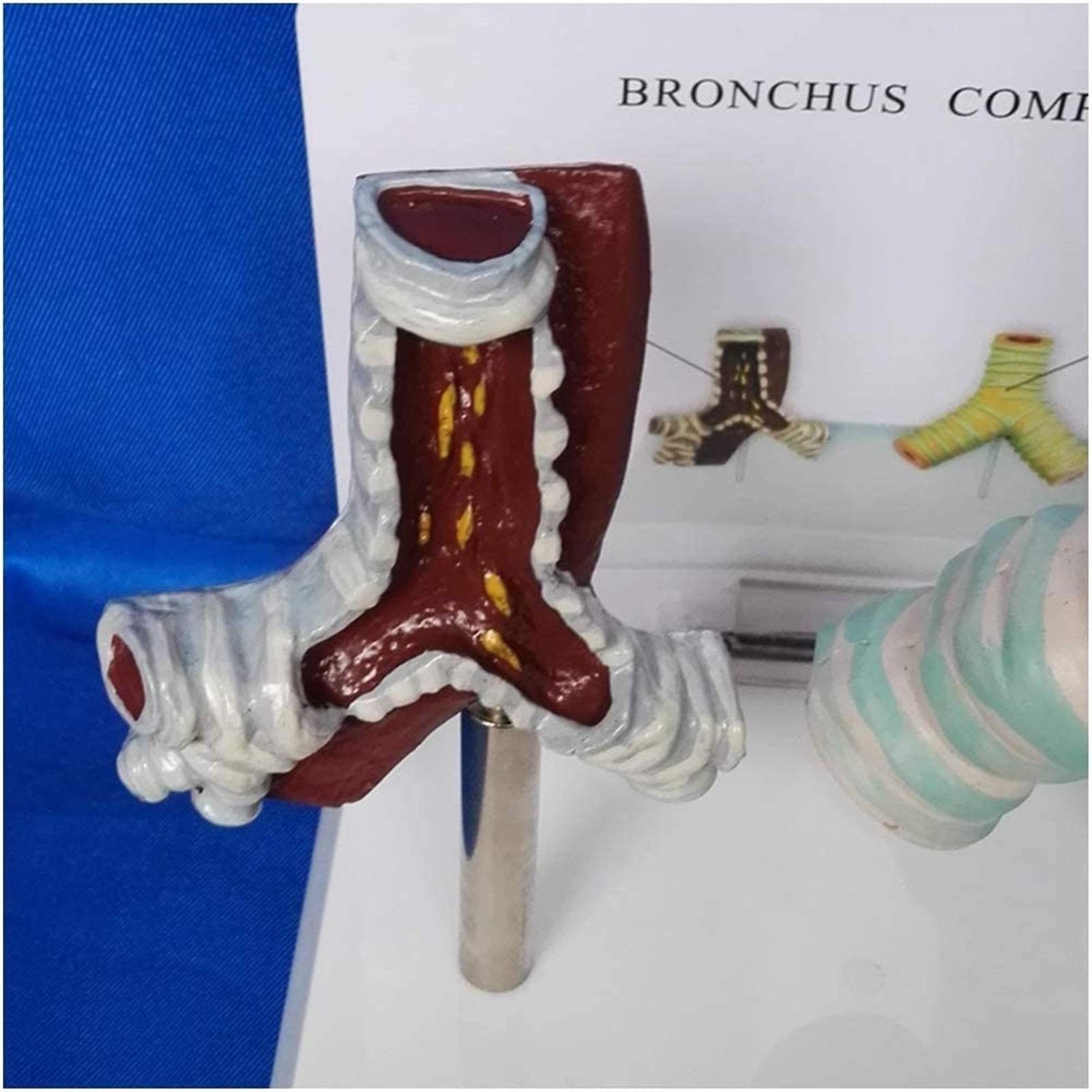 Trachea Anatomy Model