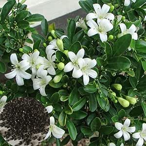 LHTL Murraya Exotica Seeds,1 Bag Murraya Exotica Seeds Productive Non ...