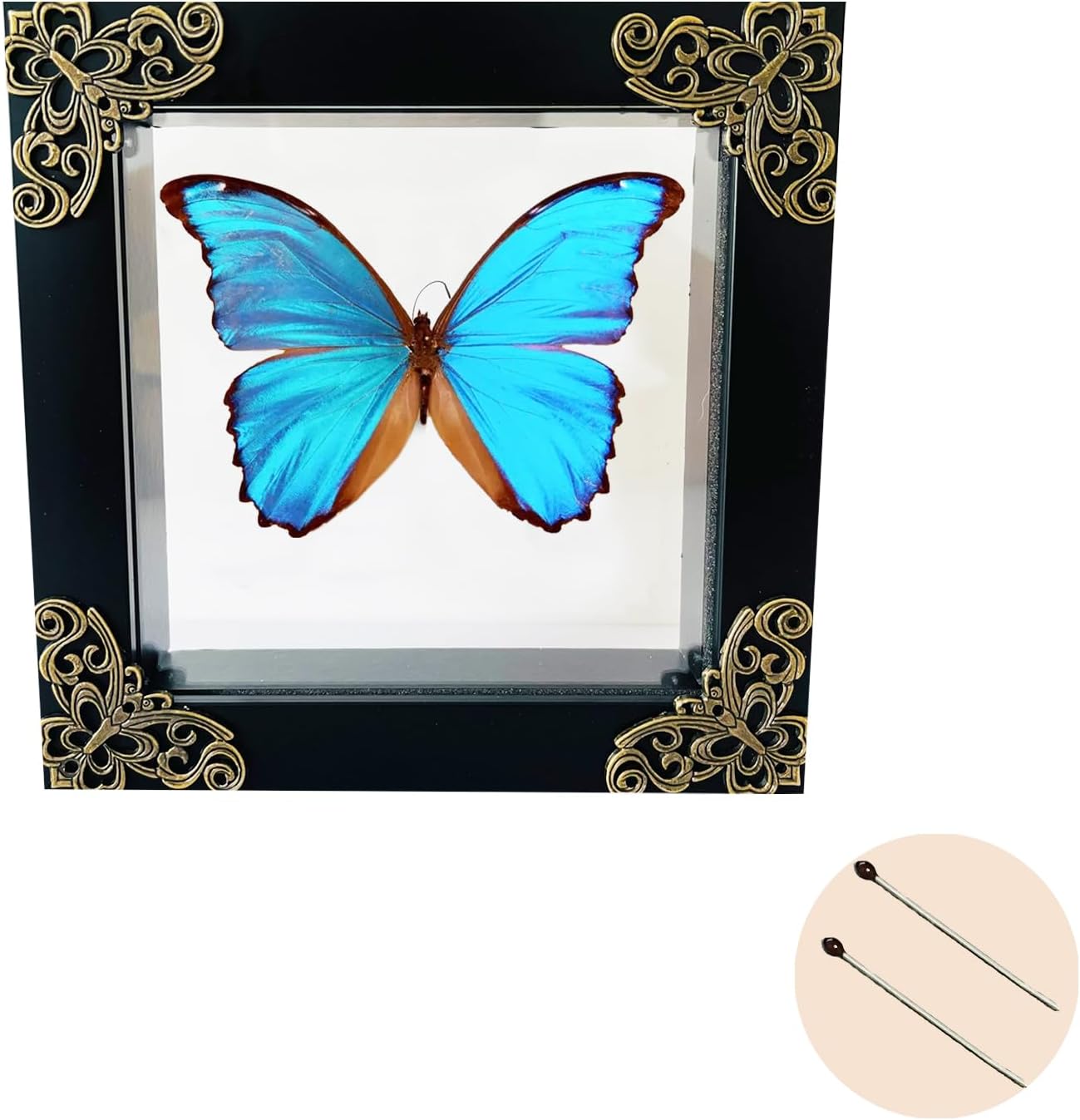 Amazon.com - Insect Display Case, Insect Display Box,Butterfly Shadow ...