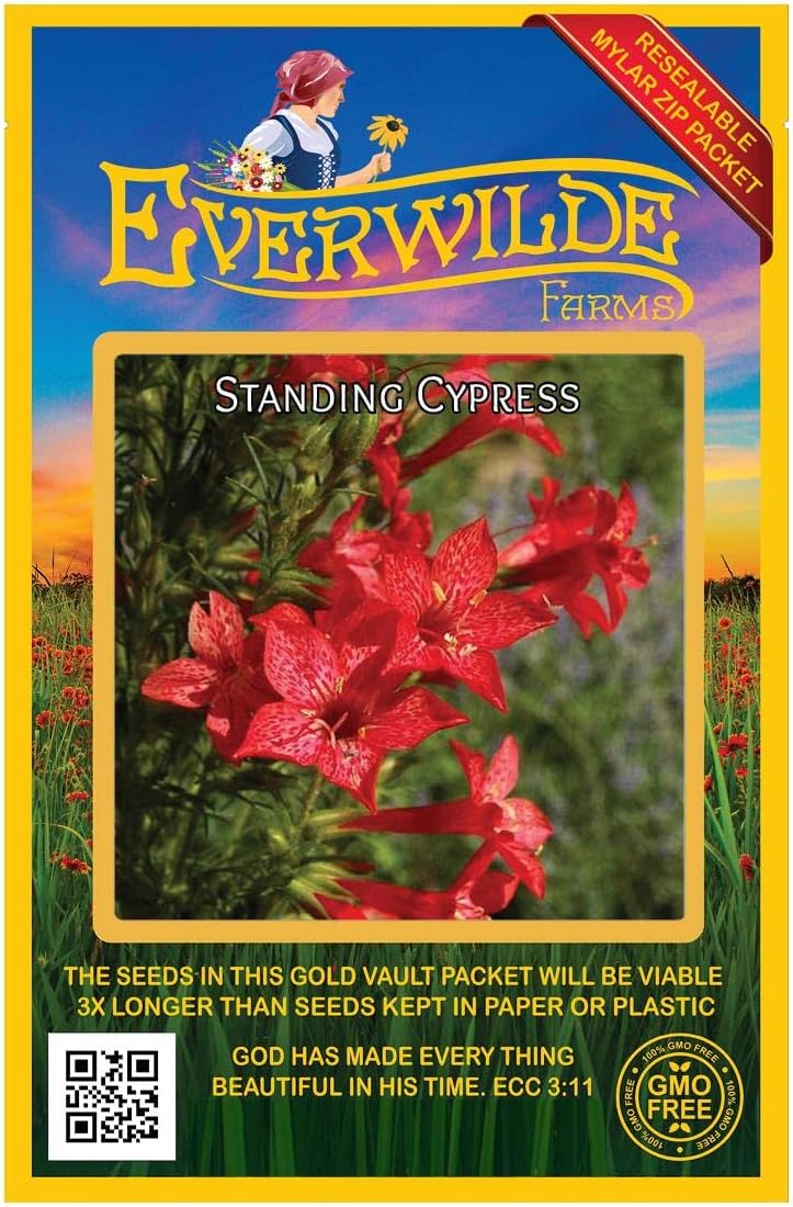 Amazon.com : Standing Cypress Seeds - Ipomopsis rubra - 750 Seeds, 1 ...