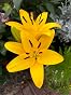 Amazon.com : Yellow Power Asiatic Lily Bulbs for Planting - Stunning ...
