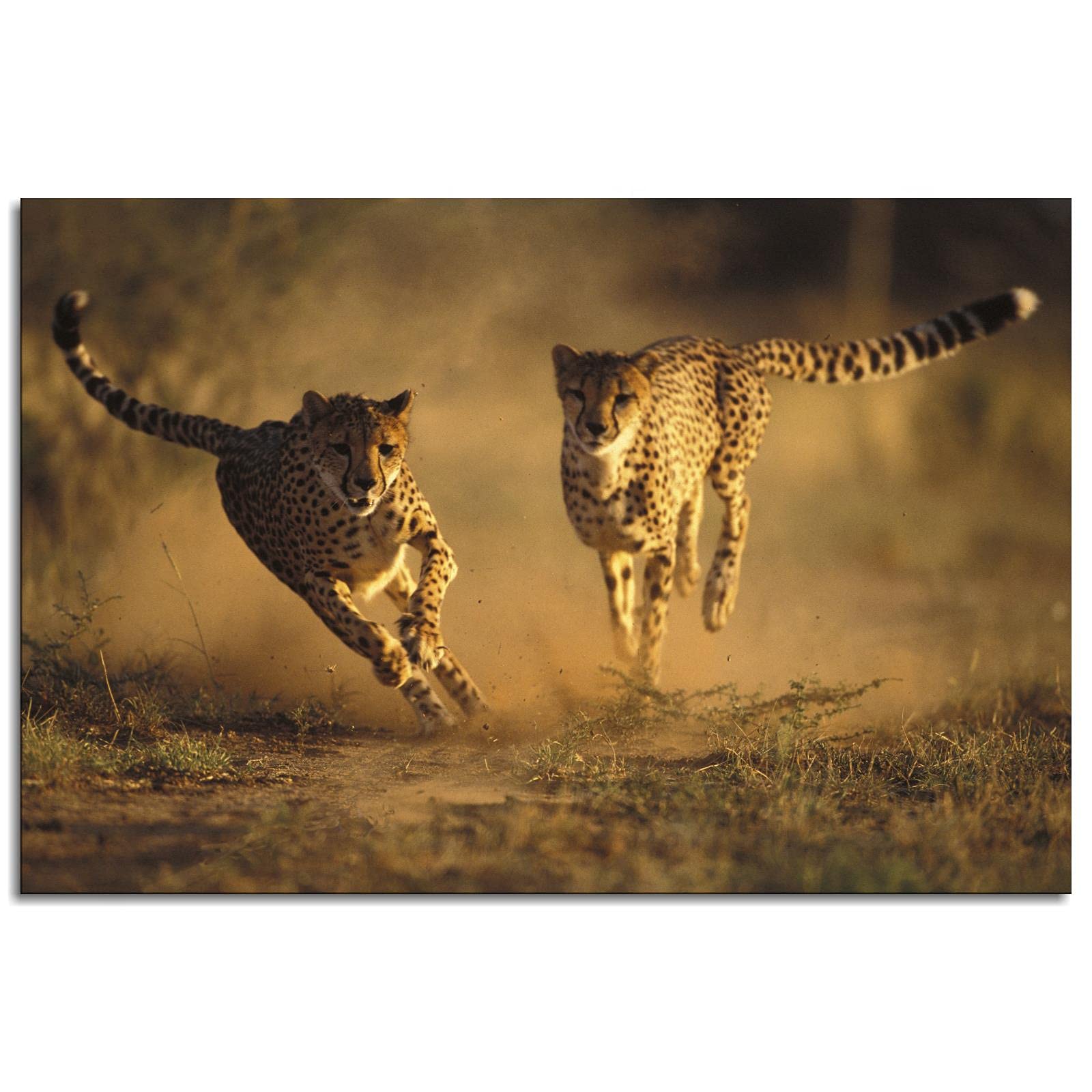 Cool Cheetahs