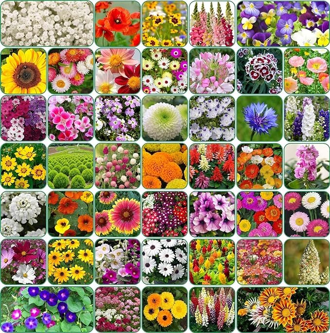 45 Variety Of Flower Seeds Combo Pack With Instruction Manual : Amazon ...