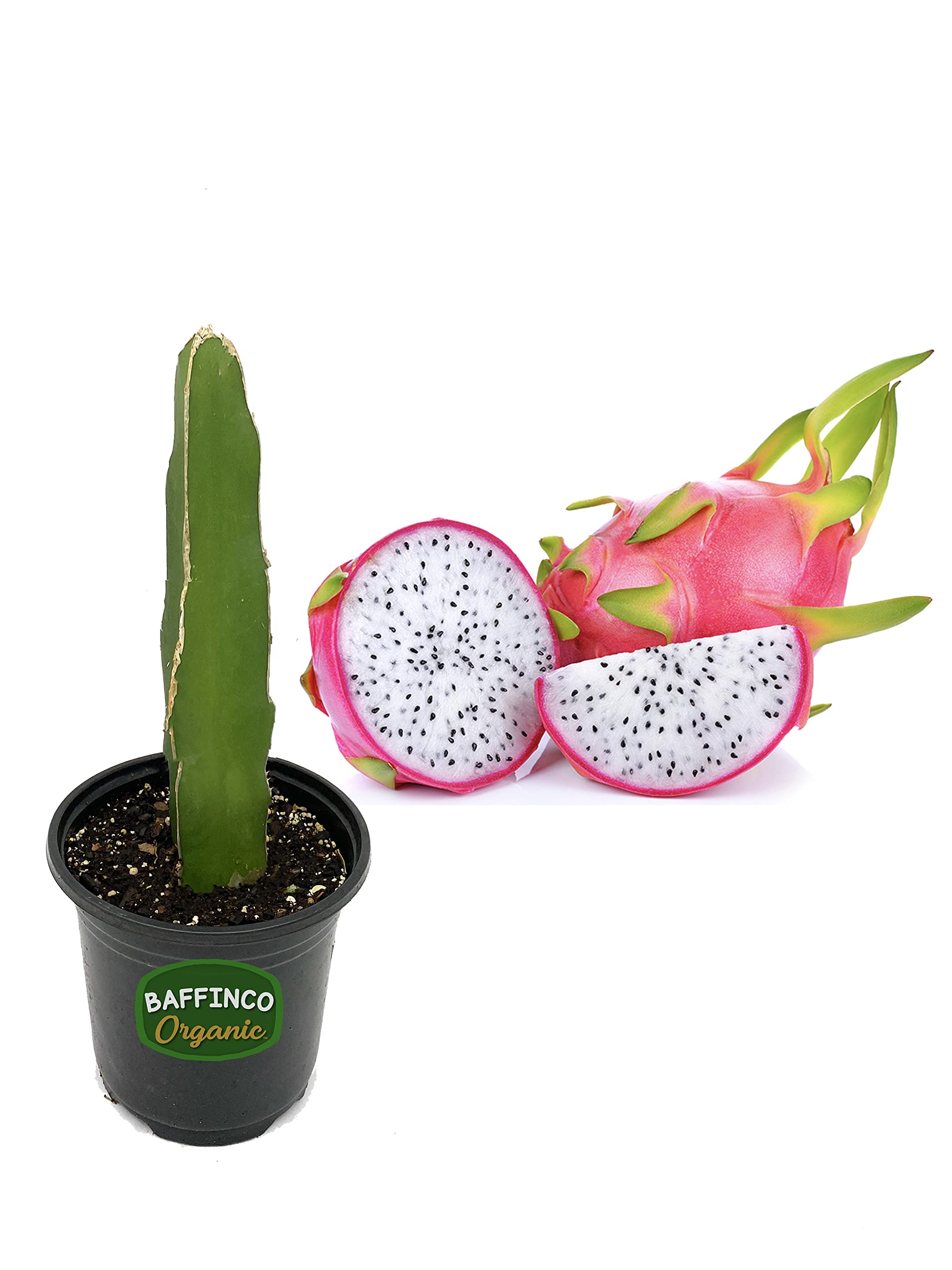 Planta De Fruta Del Dragón Blanca Conoces La Pitaya, Pitahaya O Fruta