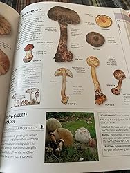 Mushrooms: How to Identify and Gather Wild Mushrooms and Other Fungi ...