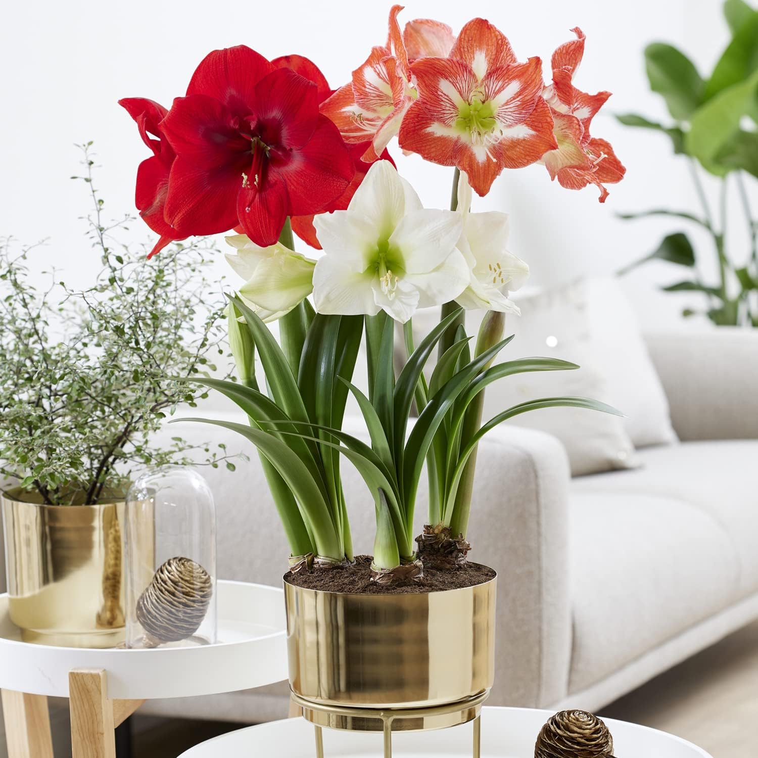 Amazon.com : VAN ZYVERDEN Pre-Planted Amaryllis Trio with Iron Faux ...