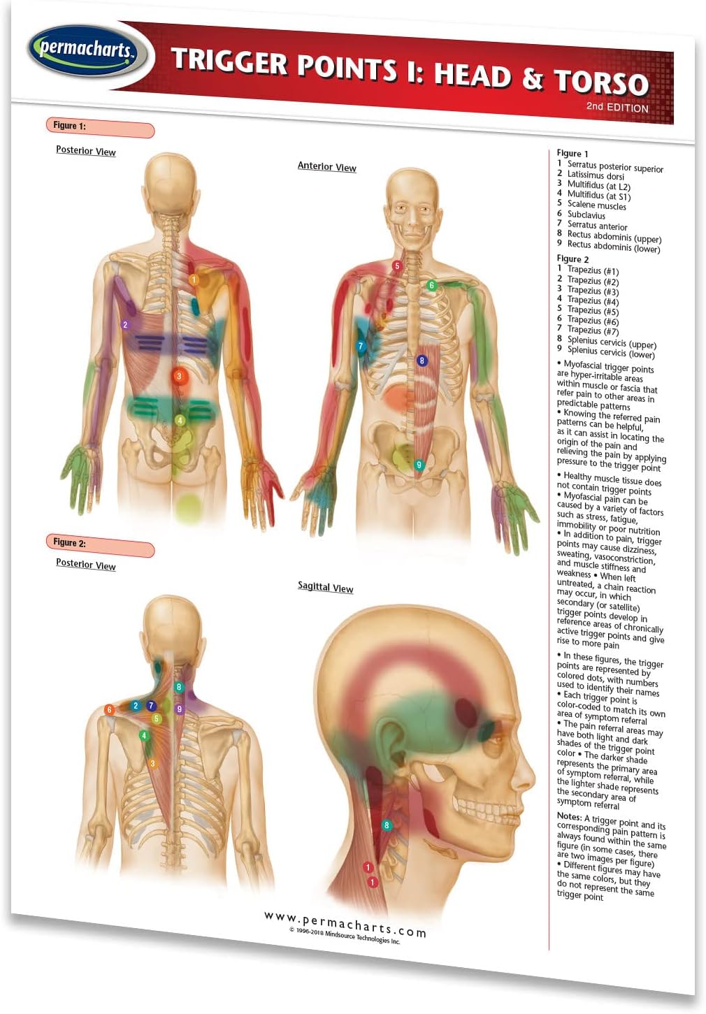 Trigger Points I: Head & Torso - Relexology Quick Reference Guide by ...