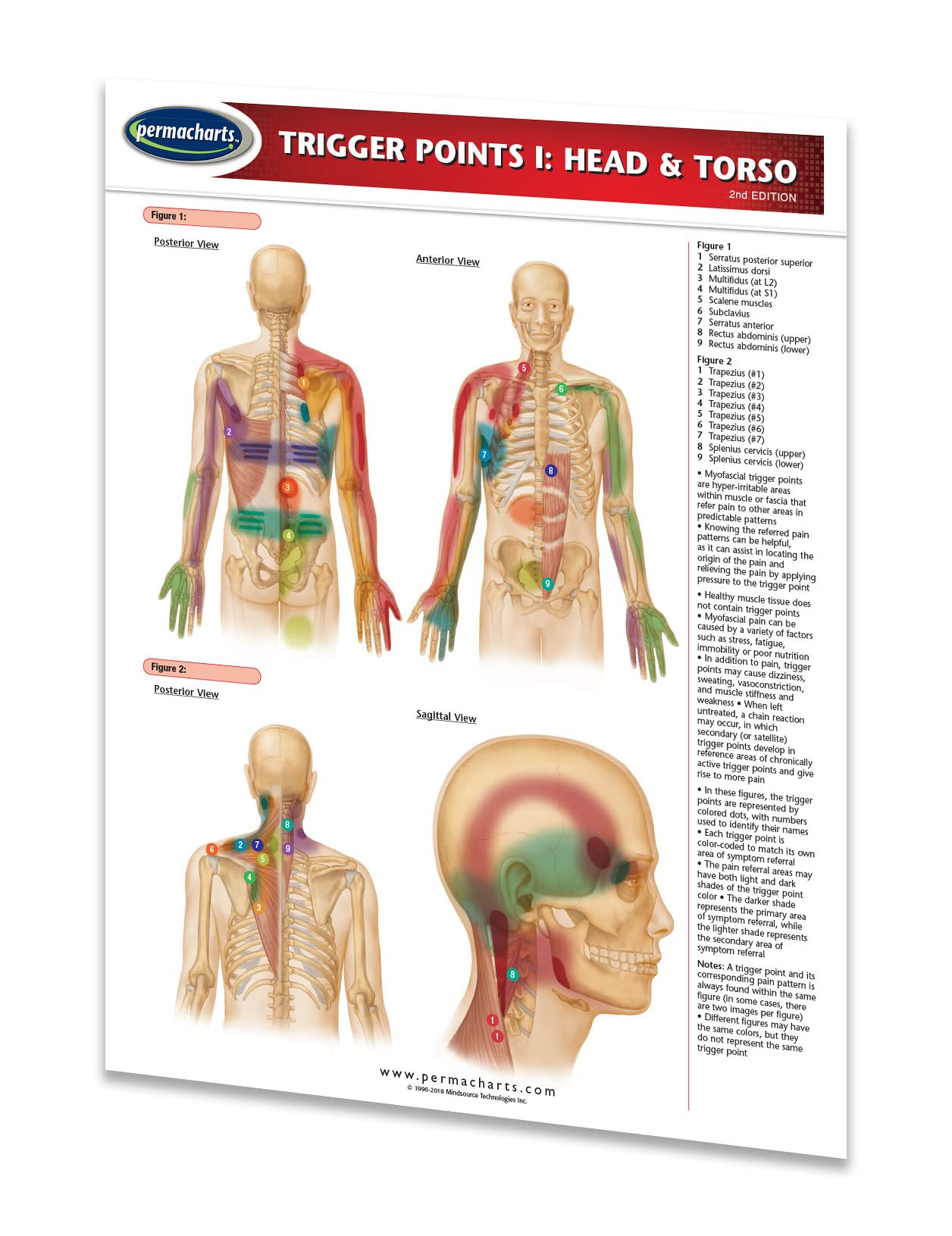 Scalp Trigger Points ZeenKind Occipital Release Tool & Trapezius