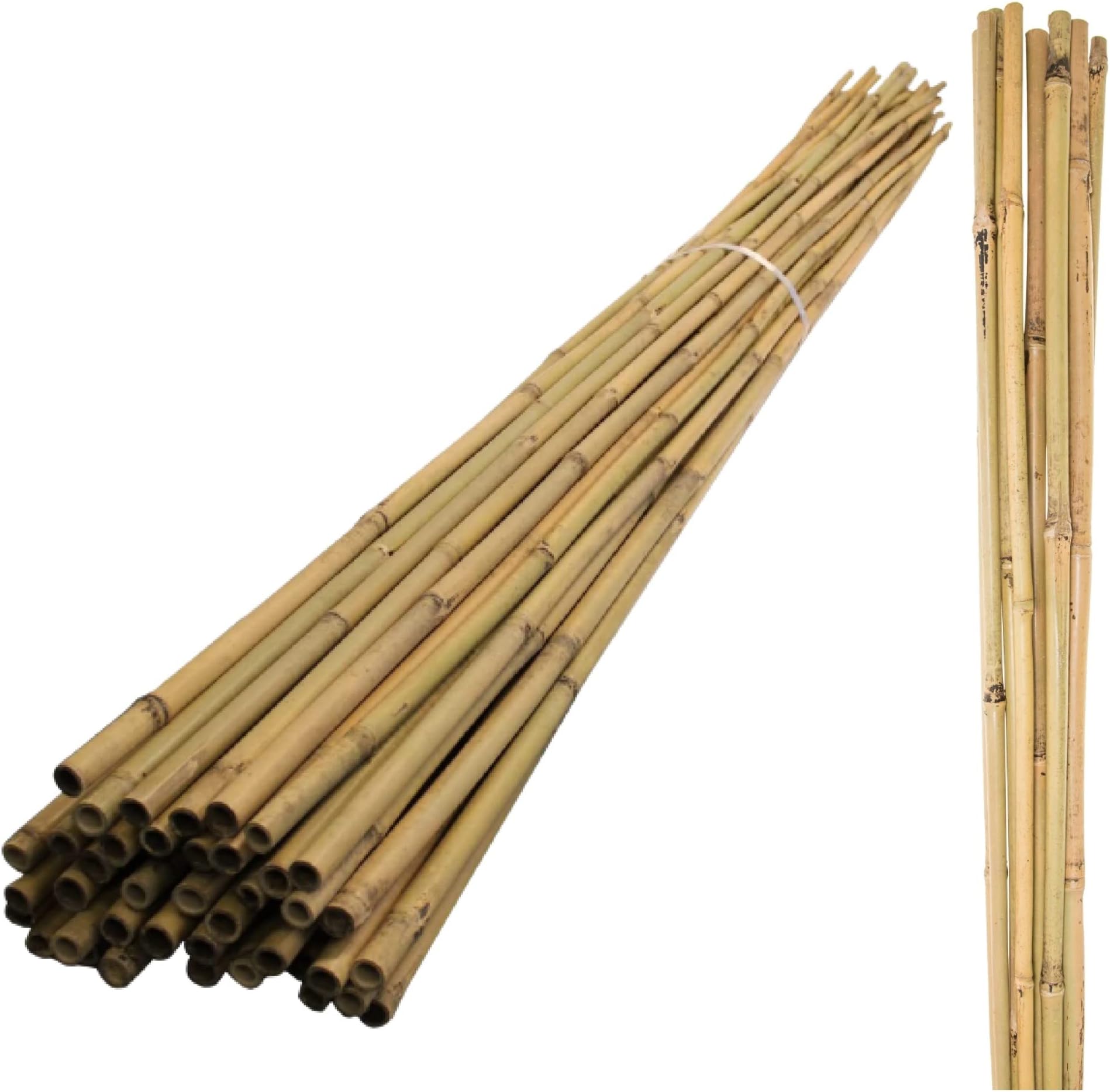Bamboo Canes - 6ft Pack of 50 (a306) : Amazon.co.uk