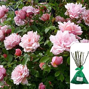 1 x Climbing Rose 'Albertine' - Award-Winning Salmon-Pink English Rose ...