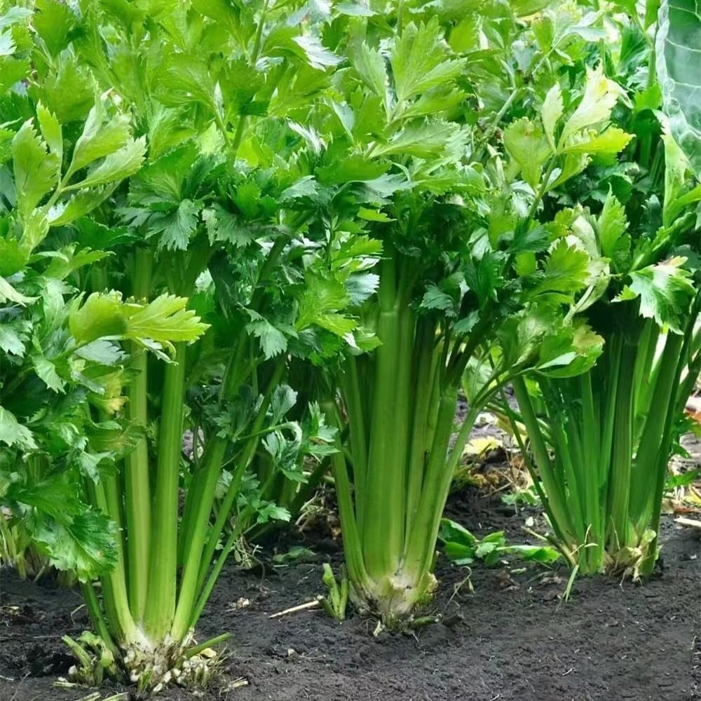 Amazon.com : Greek Parsley Seeds, Pack of 1000 Parsley Seeds for ...