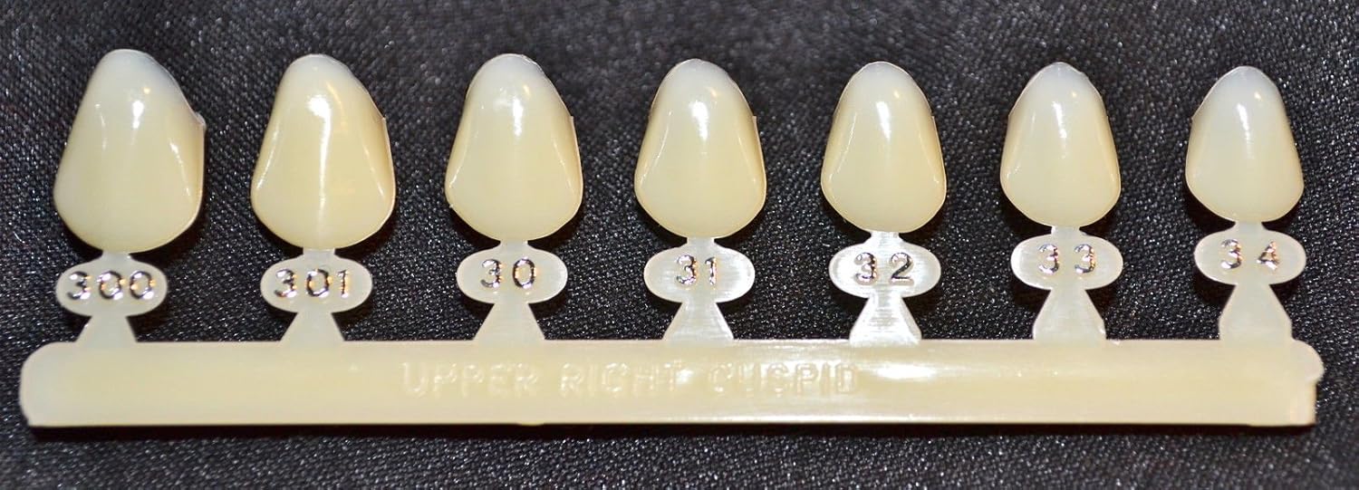 Amazon.com: #6 Upper Right Cuspid Tooth - Dental Polycarbonate ...