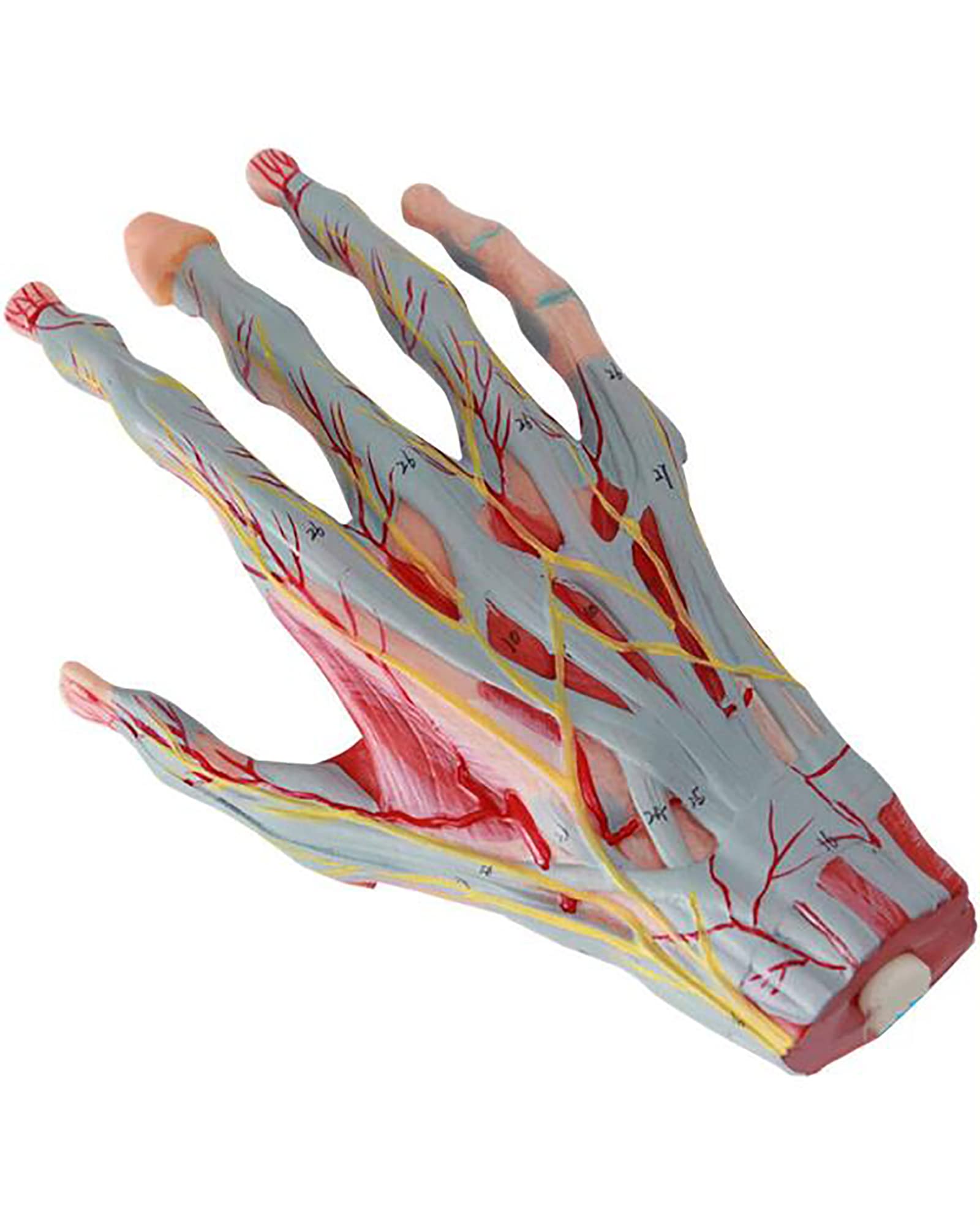 Menselijke Handspieren Dr. Mortelé, Orthopedie